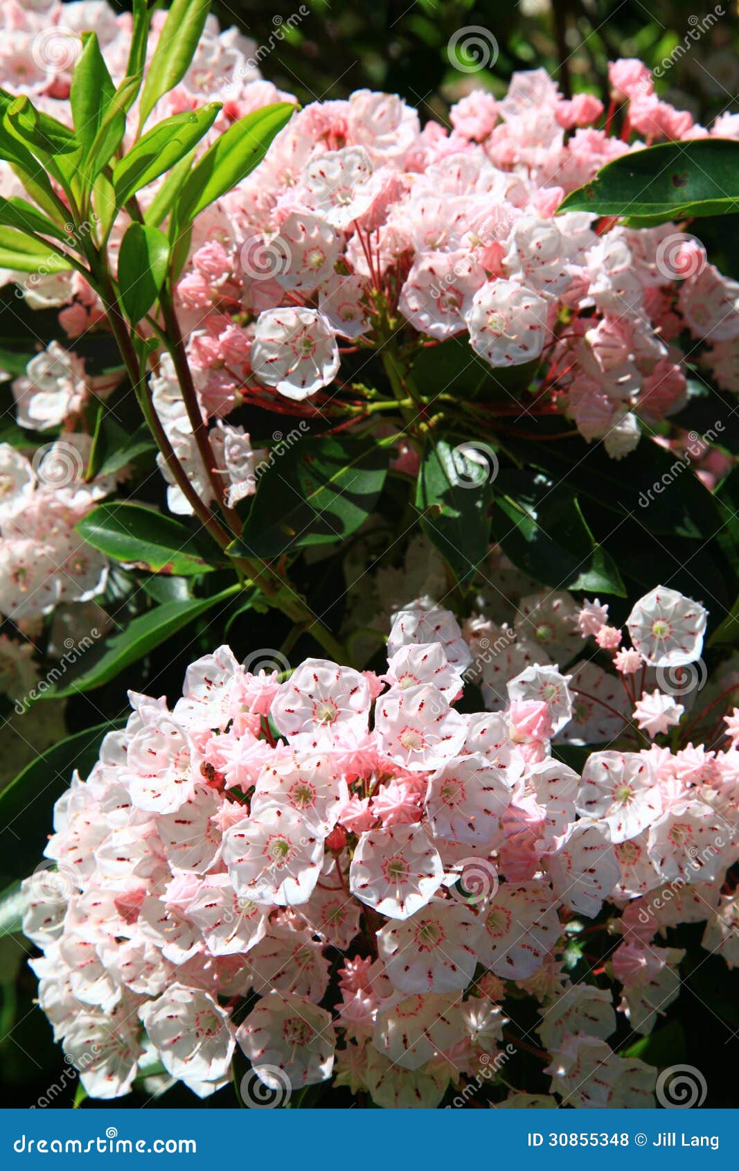 Mountain Laurel stock photo. Image of flowers, nature - 30855348
