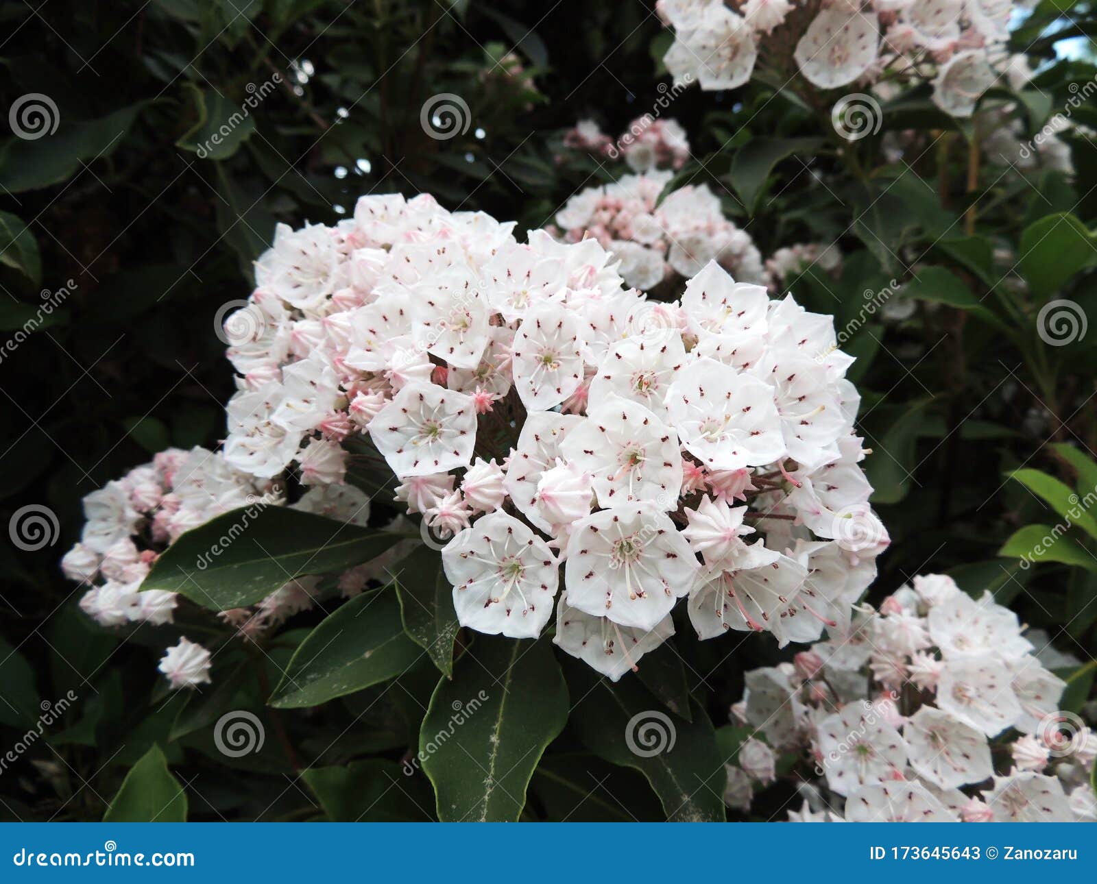Mountain Laurel or Spoonwood in Spring Stock Image - Image of latifolia ...