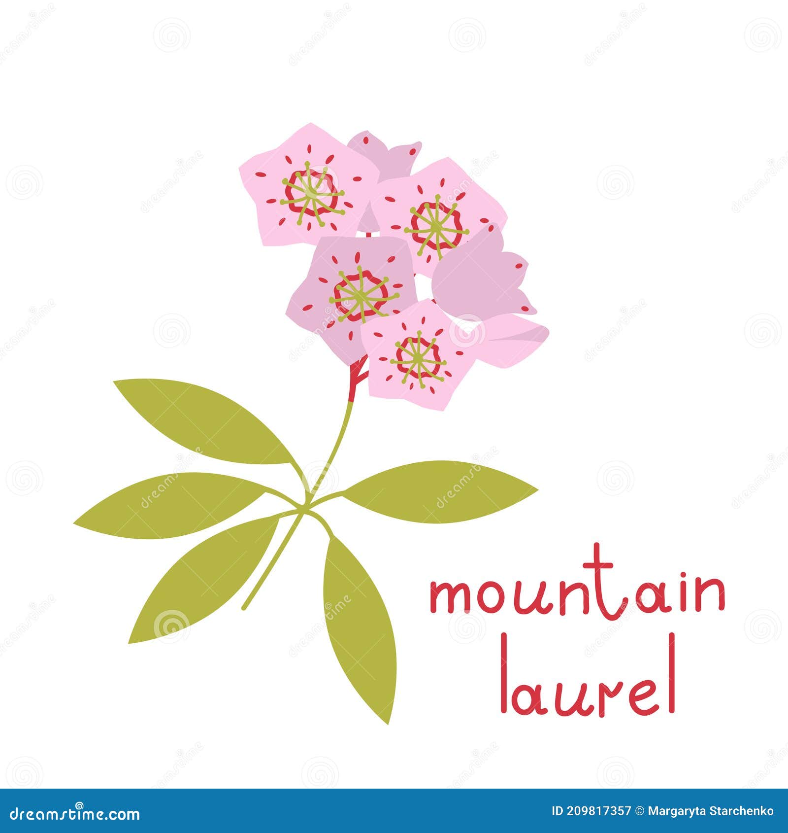Mountain Laurel Vector Flower Stock Vector - Illustration of ...