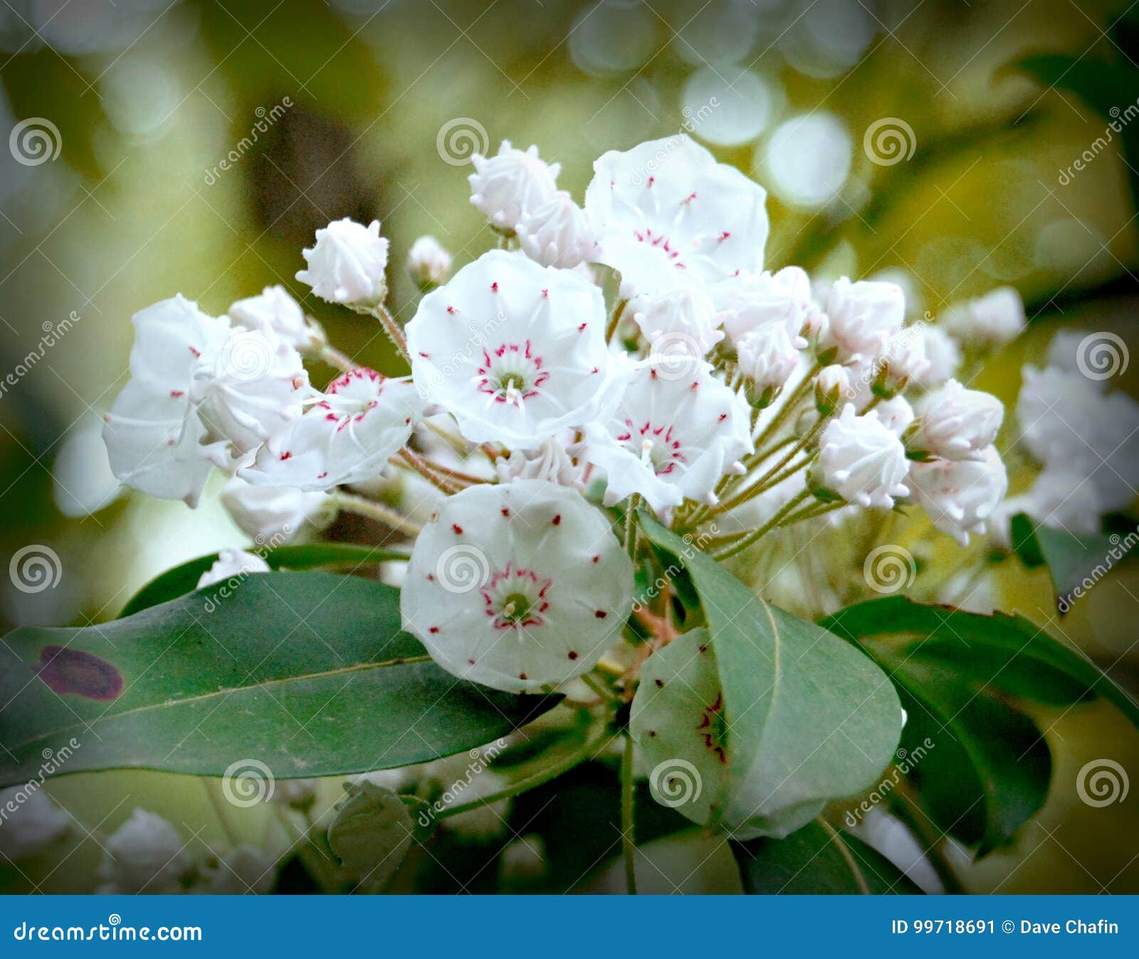 Mountain Laurel stock image. Image of forest, blooms - 99718691