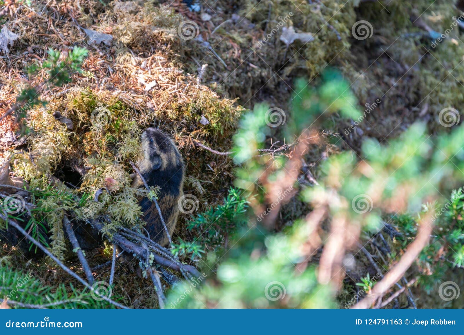 Mountain Lemming in a Forest in Norway Stock Image - Image of finland ...