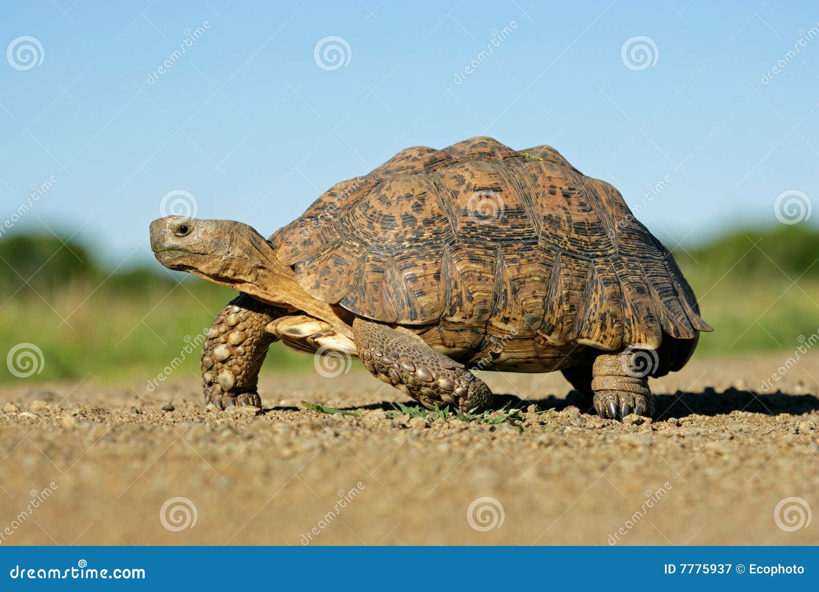 Mountain (leopard) Tortoise, South Africa Stock Image - Image of ...