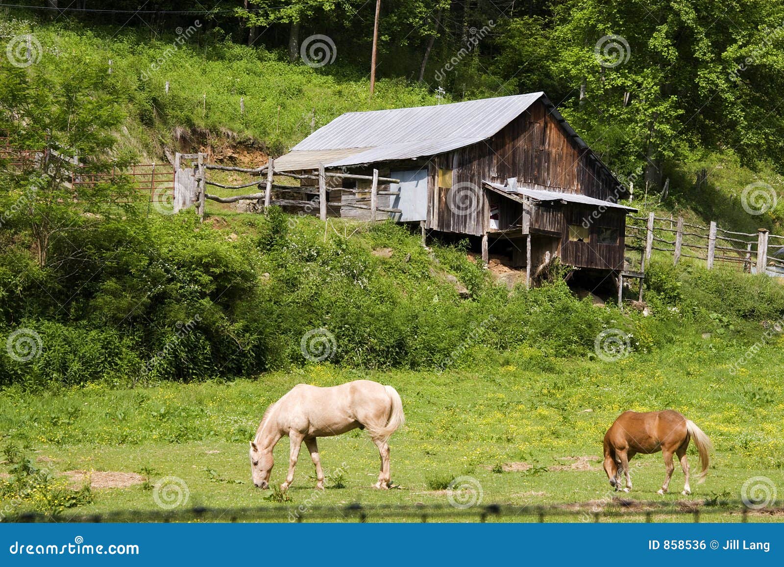 Mountain Life stock photo. Image of life, pony, carolina - 858536