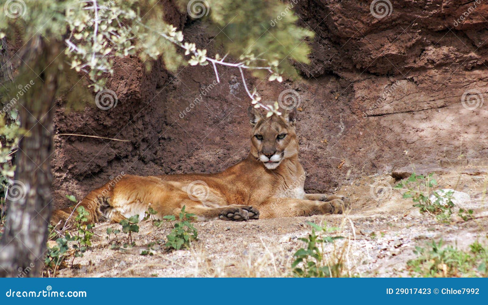 Lion Lazes Stock Photos - Free & Royalty-Free Stock Photos from Dreamstime