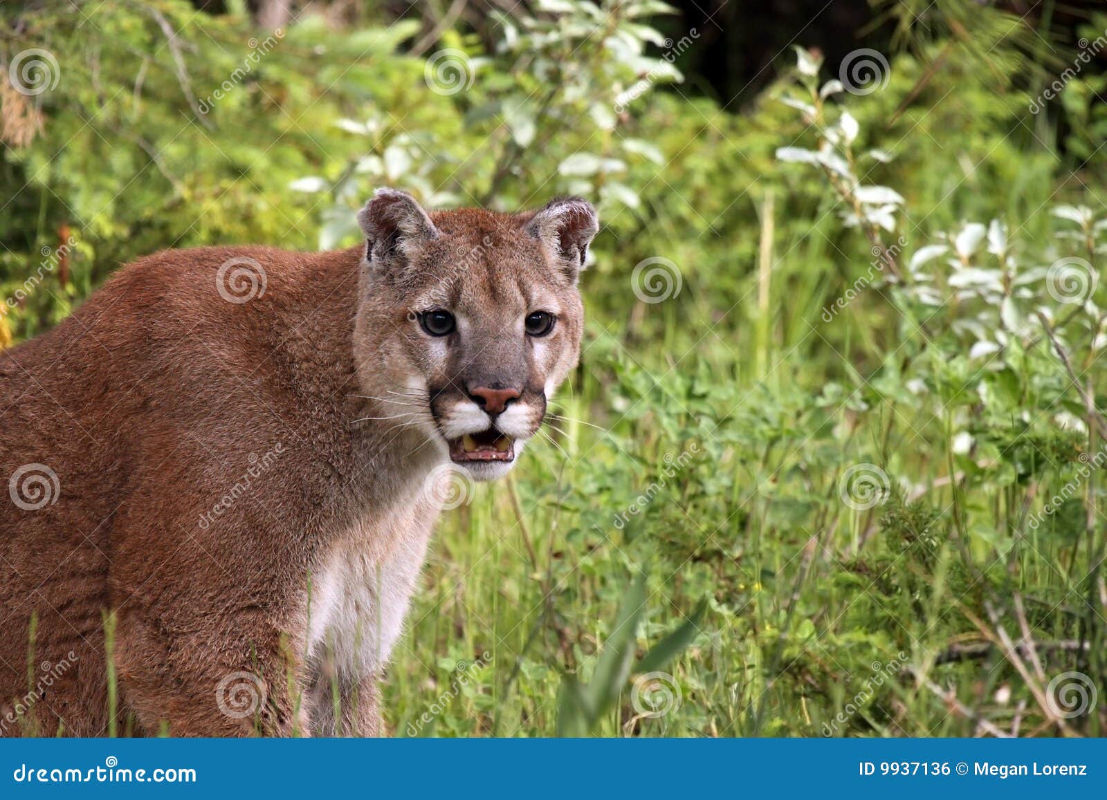 Mountain Lion stock photo. Image of outdoors, blurred - 9937136