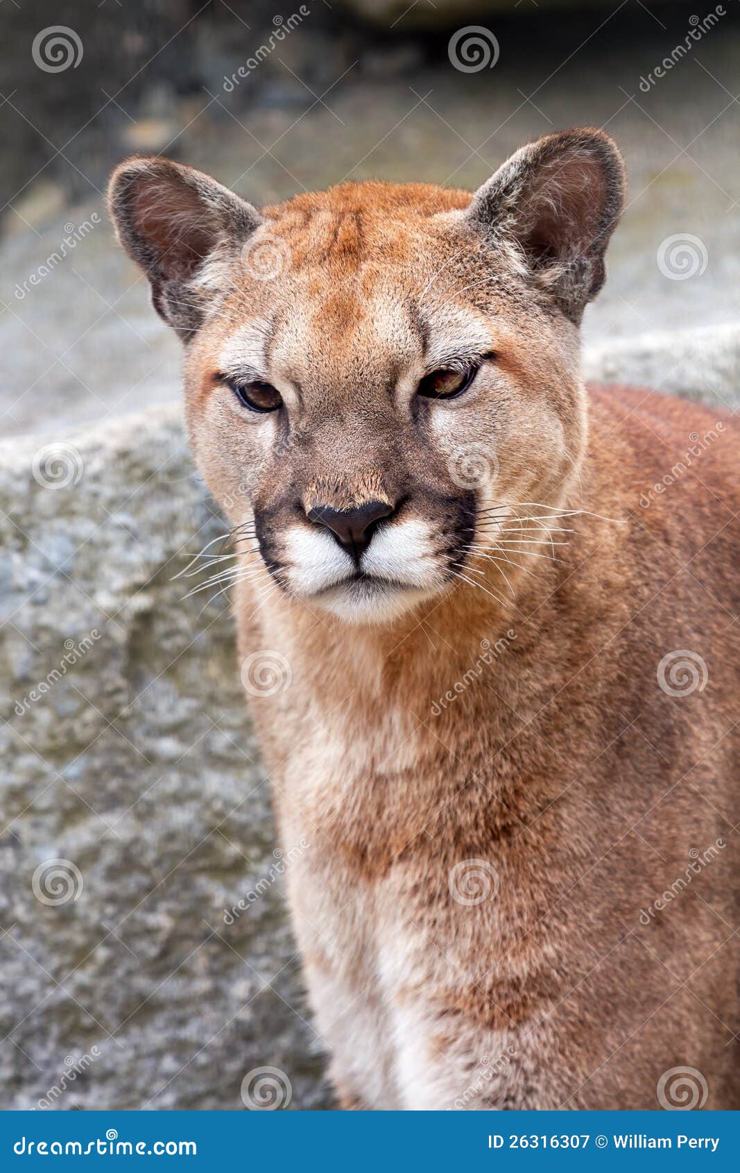 Mountain Lion Cougar Puma Concolor Looking Stock Image - Image of ...