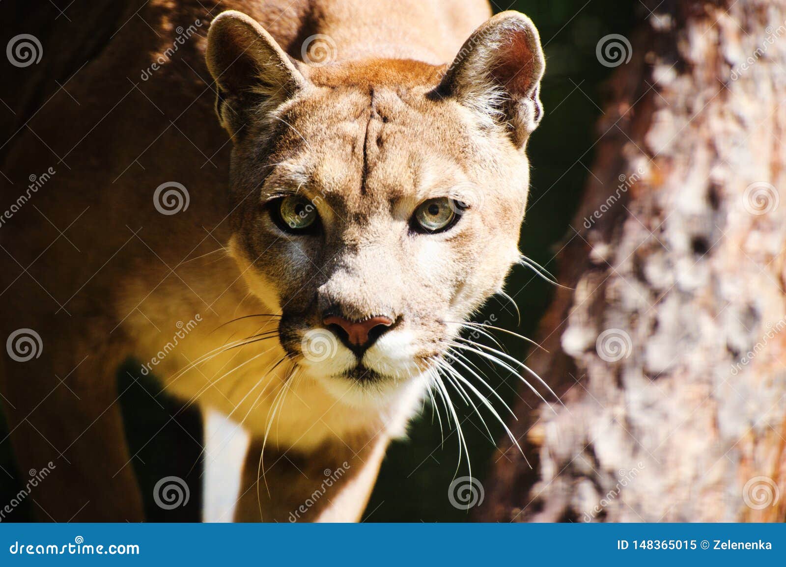 Mountain Lion , Cougar, Puma Portrait Stock Image - Image of portrait ...