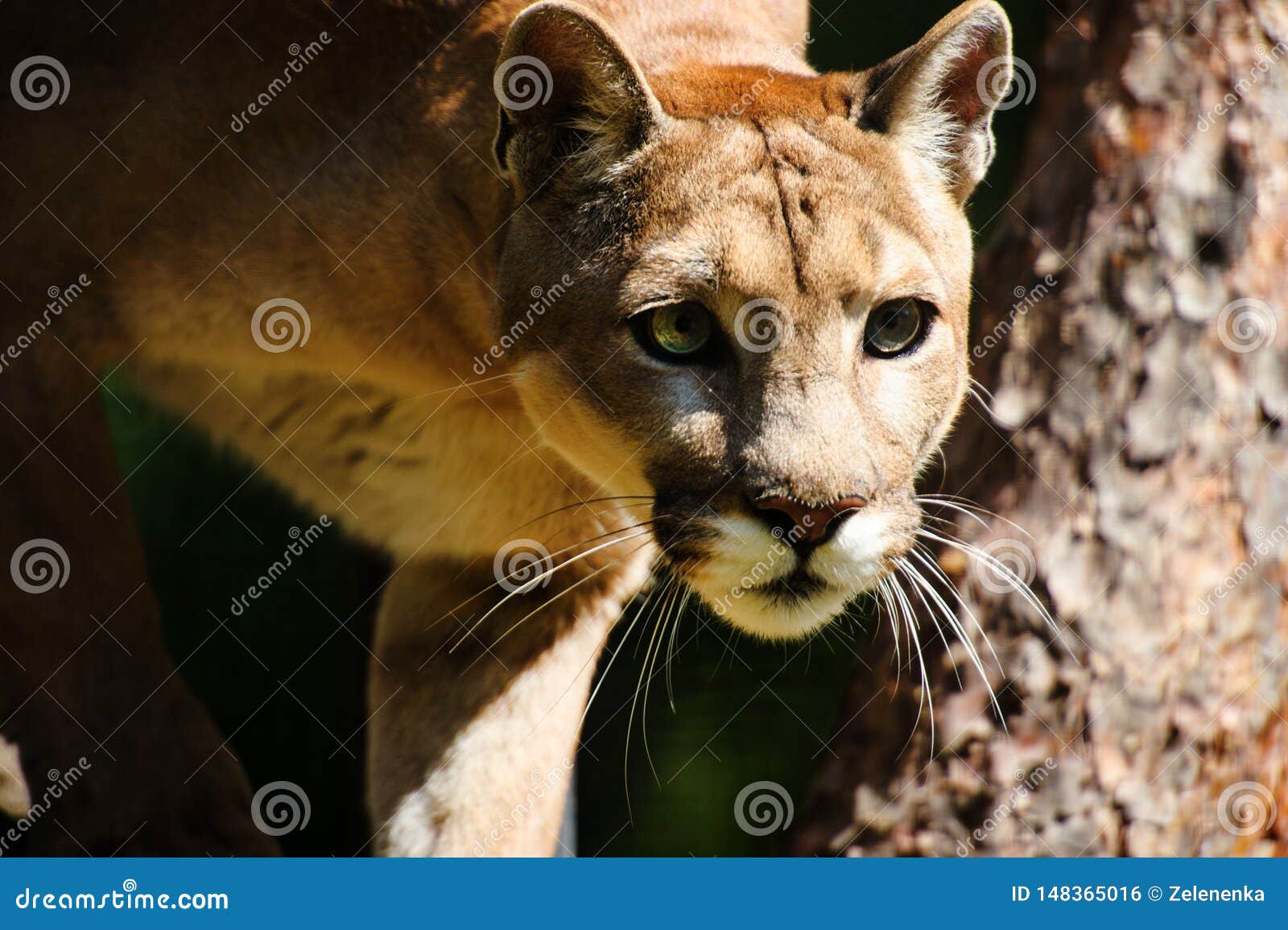 Mountain Lion , Cougar, Puma Portrait Stock Photo - Image of face ...