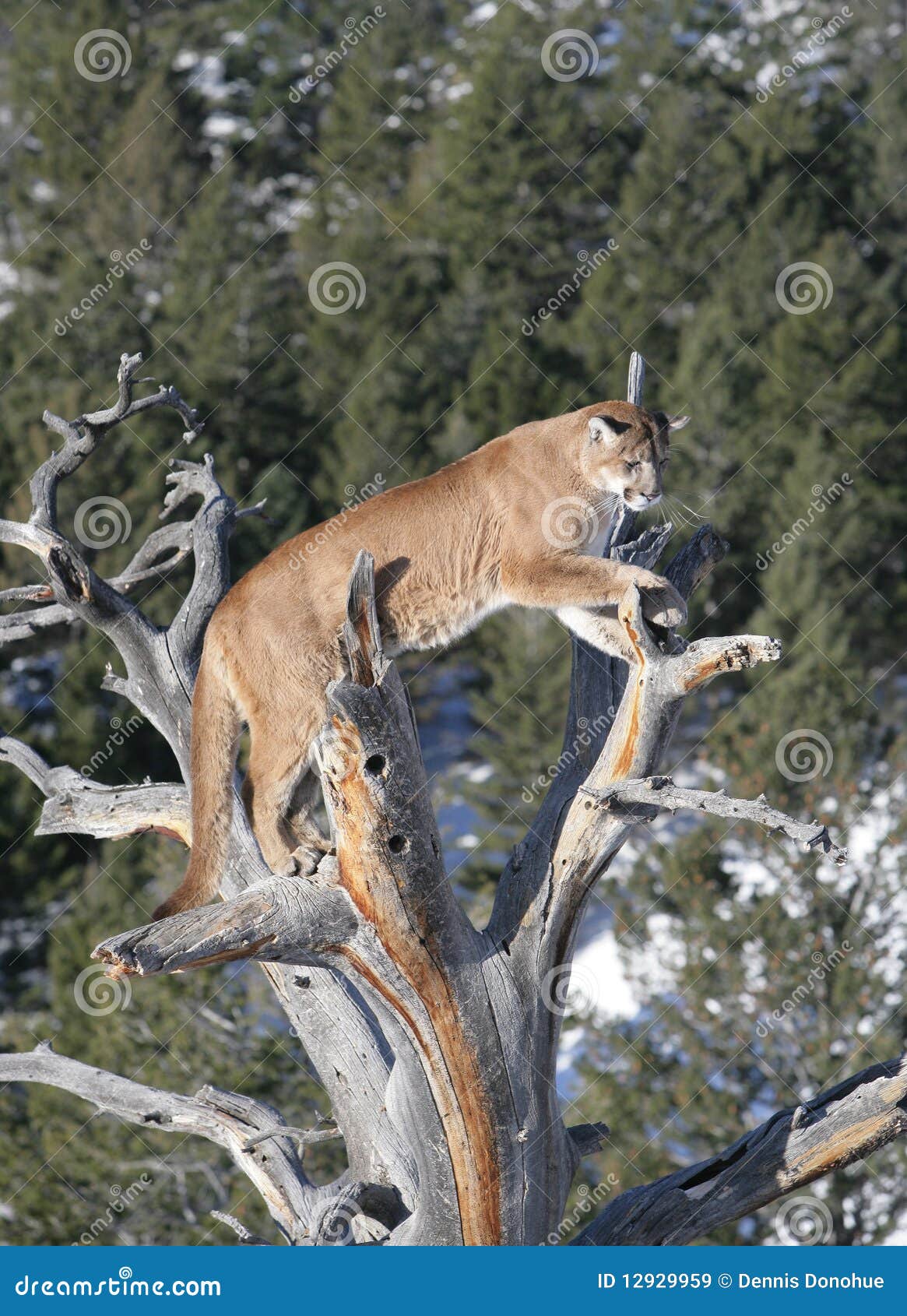 Mountain Lion in dead tree stock image. Image of mountain - 12929959