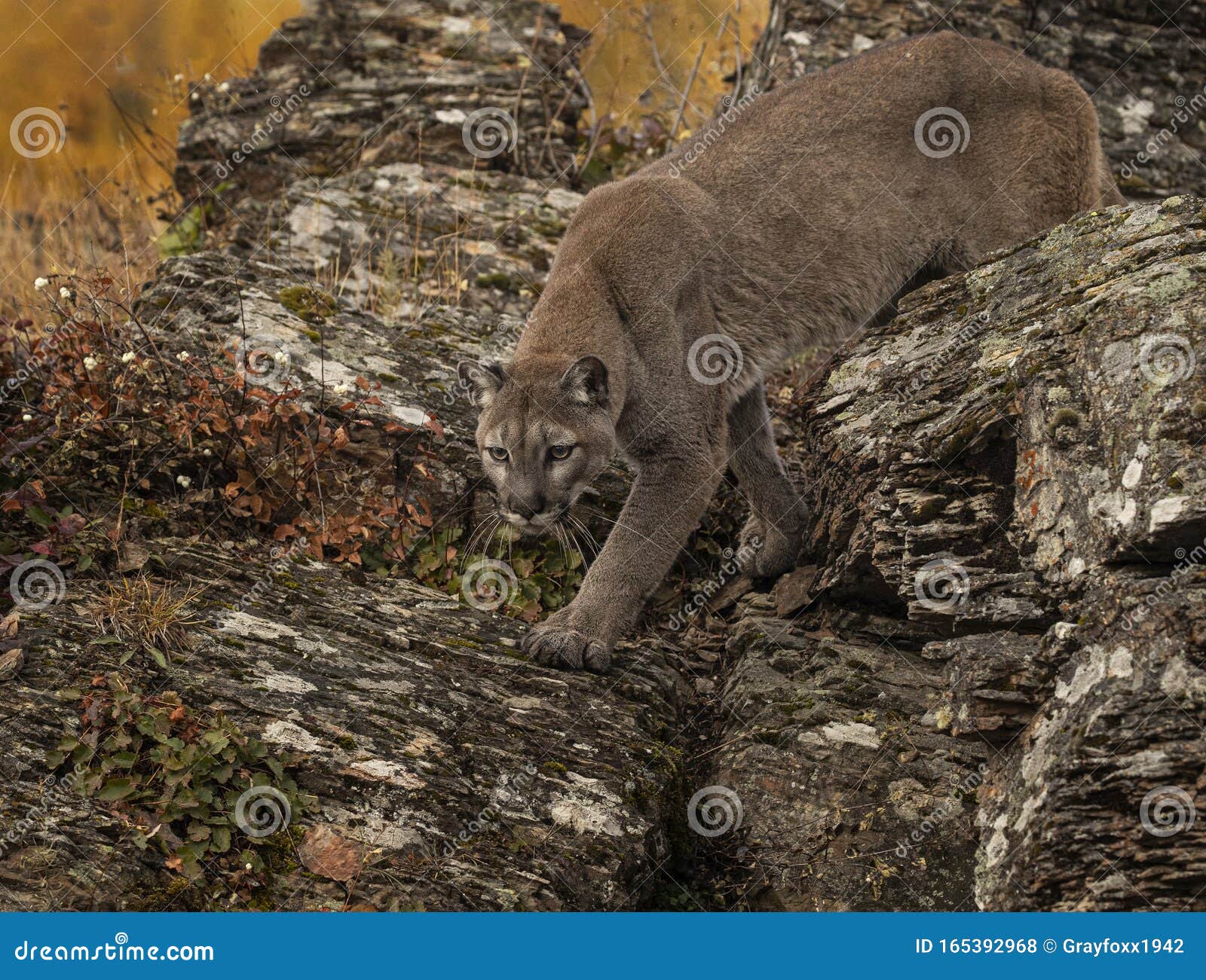 Mountain Lion Adult in Fall Colors in Montana USA Stock Photo - Image ...