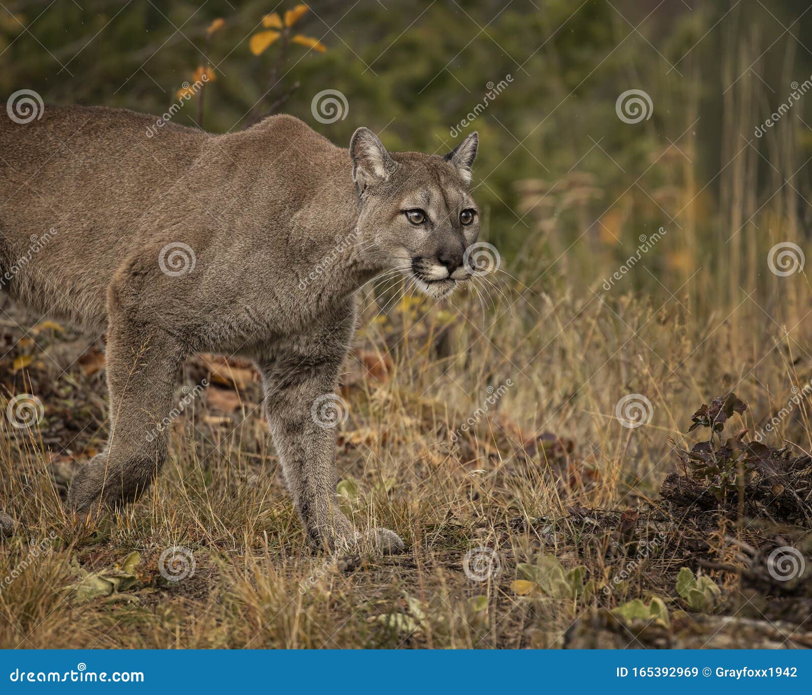 Mountain Lion Adult in Fall Colors in Montana USA Stock Image - Image ...