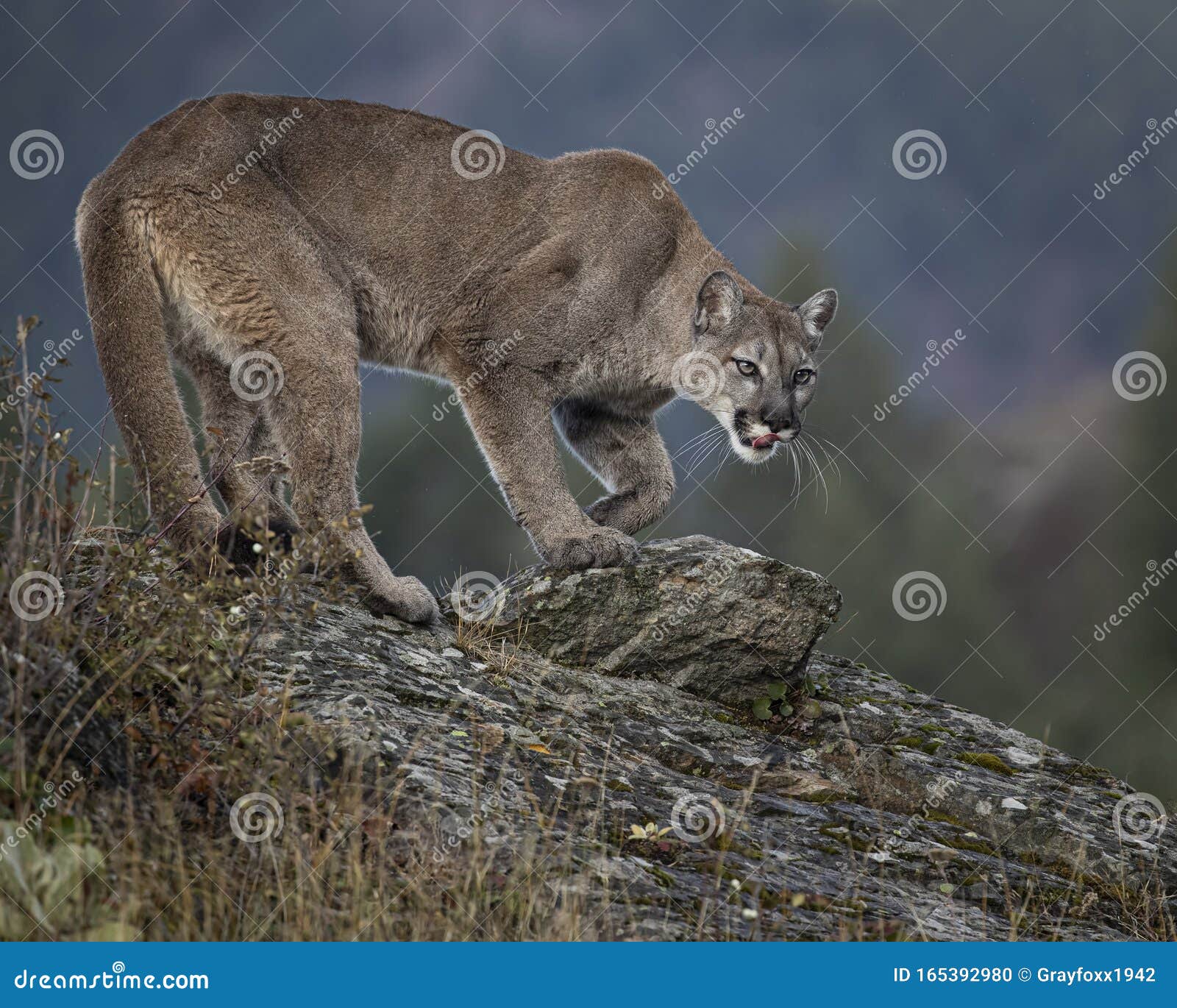 Mountain Lion Adult in Fall Colors in Montana USA Stock Photo - Image ...