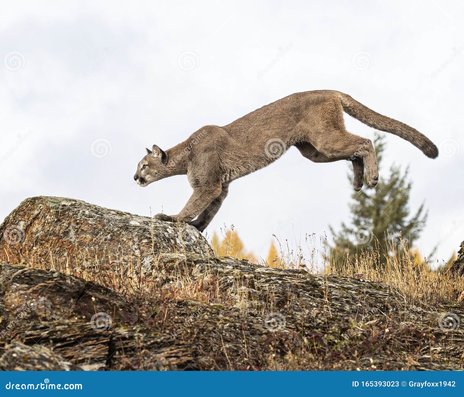 Mountain Lion Adult in Fall Colors in Montana USA Stock Image - Image ...