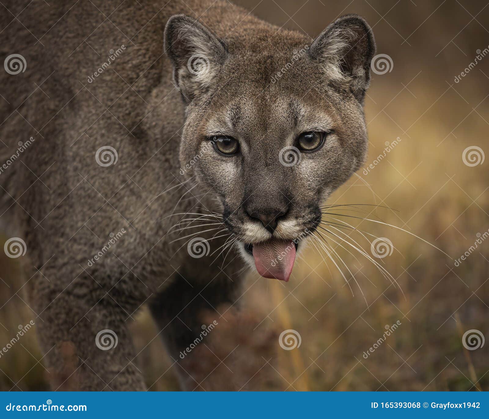 Mountain Lion Adult in Fall Colors in Montana USA Stock Photo - Image ...