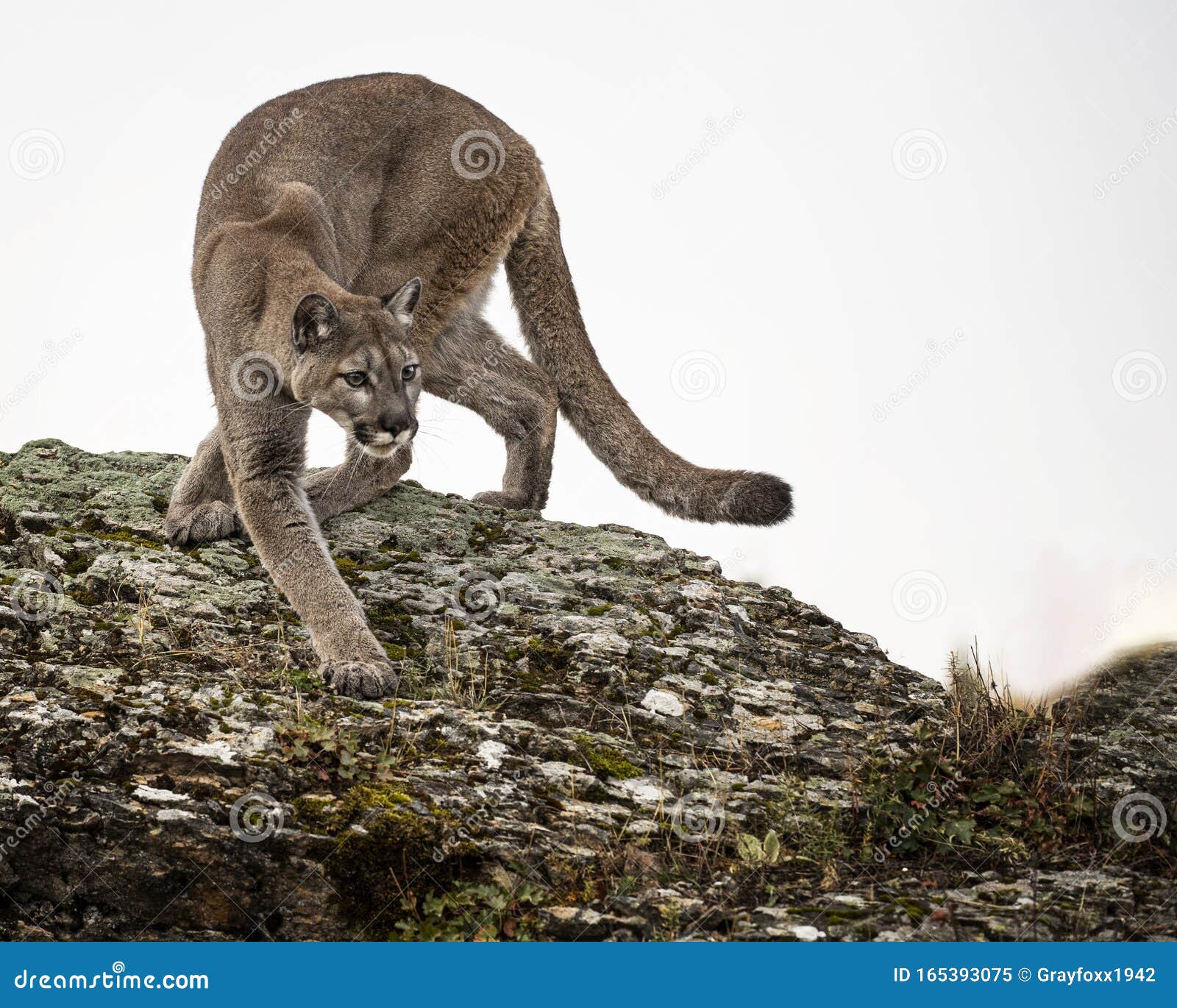 Mountain Lion Adult in Fall Colors in Montana USA Stock Image - Image ...