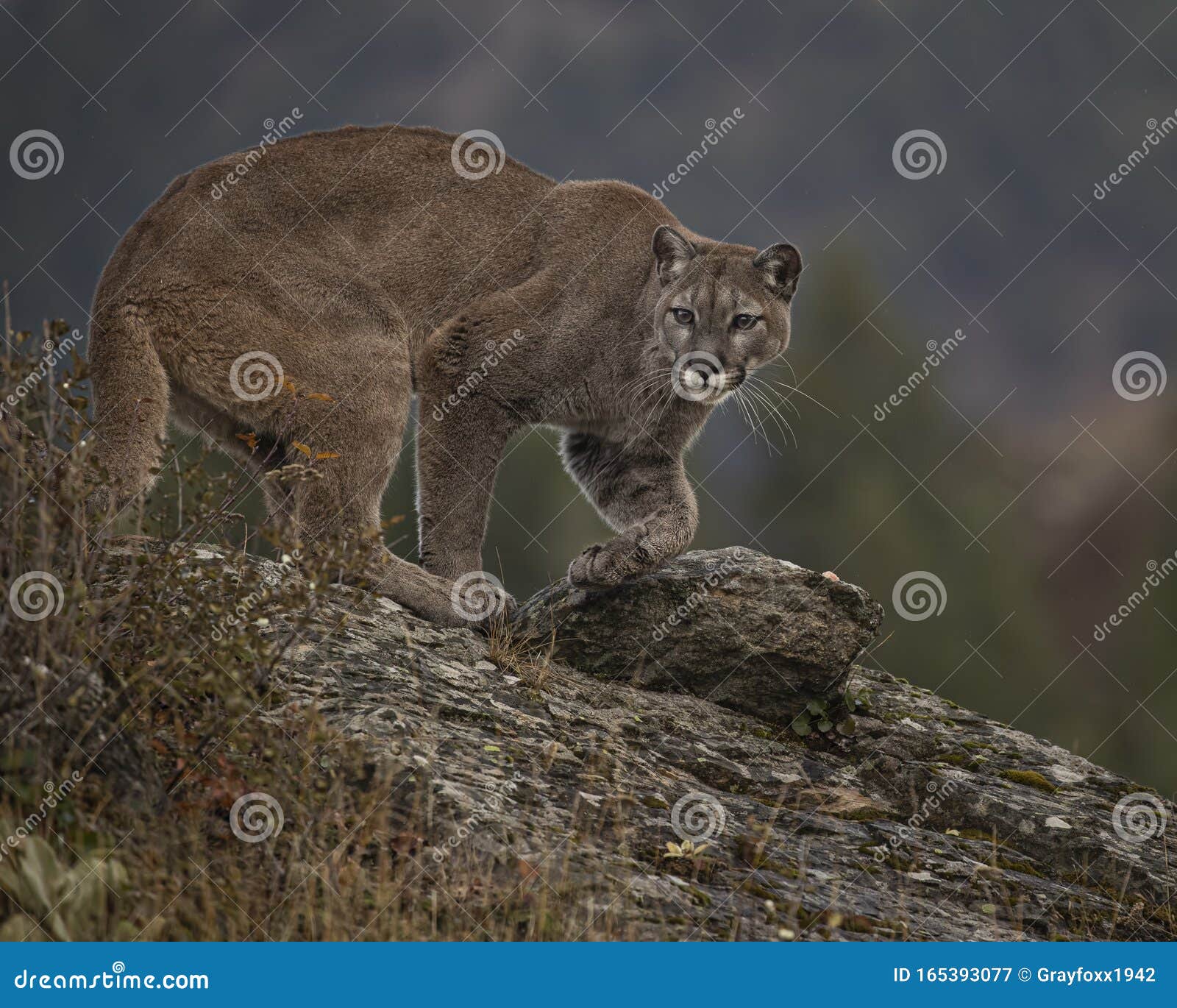 Mountain Lion Adult in Fall Colors in Montana USA Stock Image - Image ...