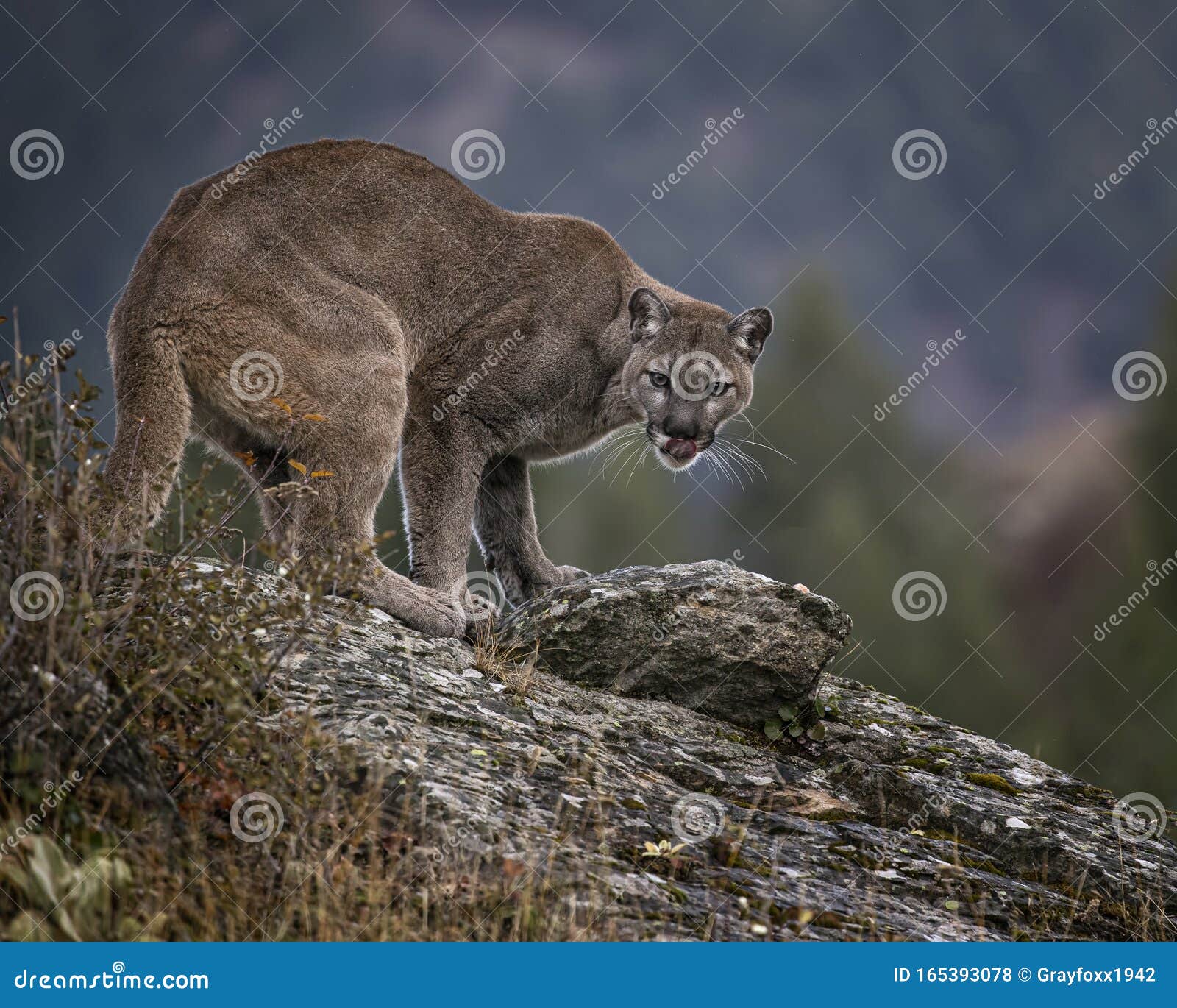 Mountain Lion Adult in Fall Colors in Montana USA Stock Photo - Image ...