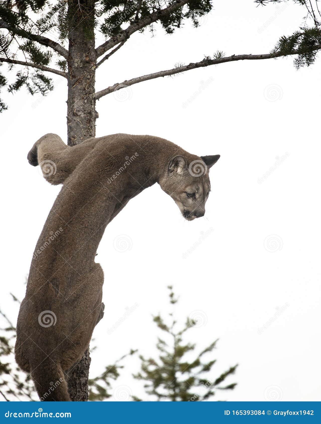 Mountain Lion Adult in Fall Colors in Montana USA Stock Photo - Image ...