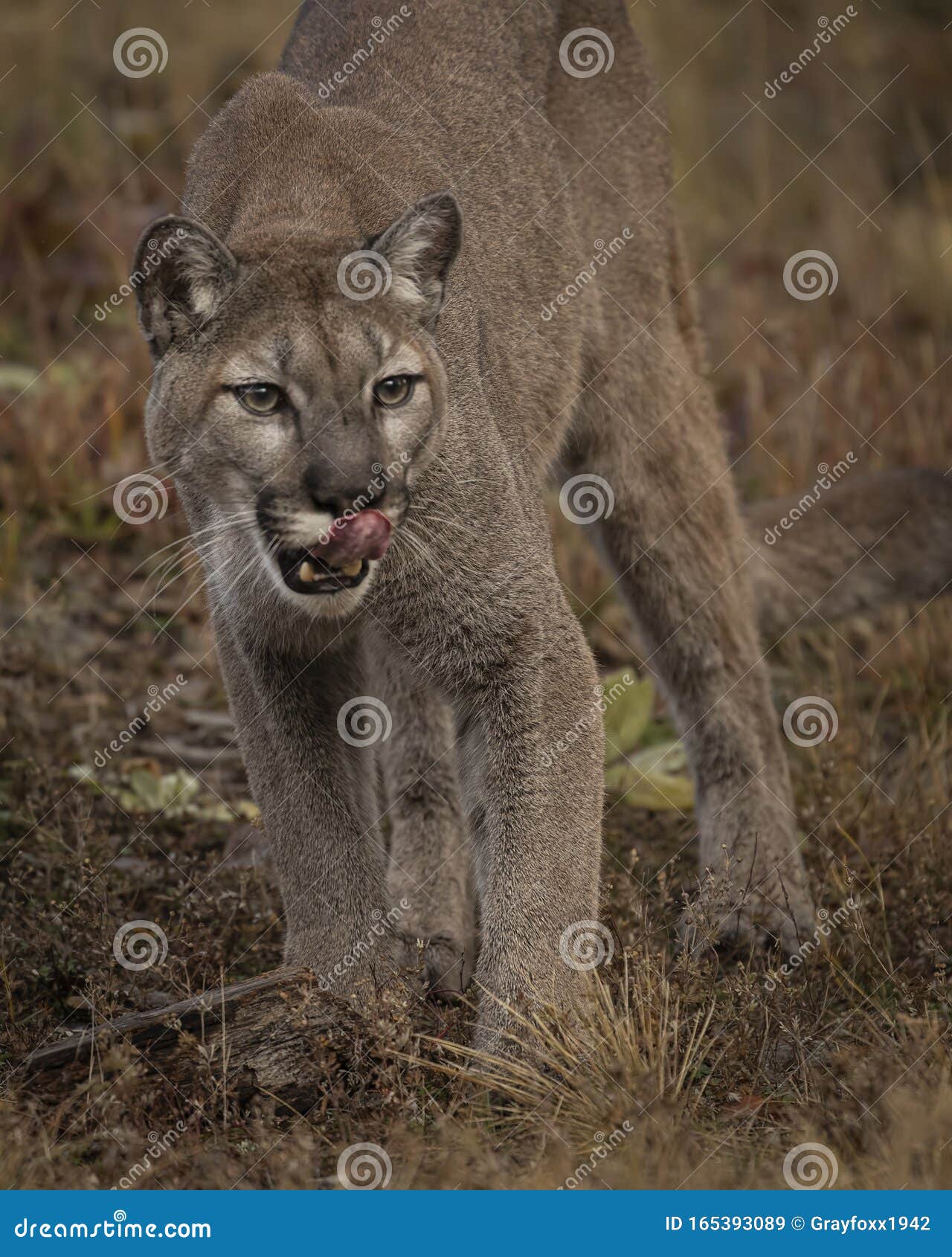 Mountain Lion Adult in Fall Colors in Montana USA Stock Image - Image ...