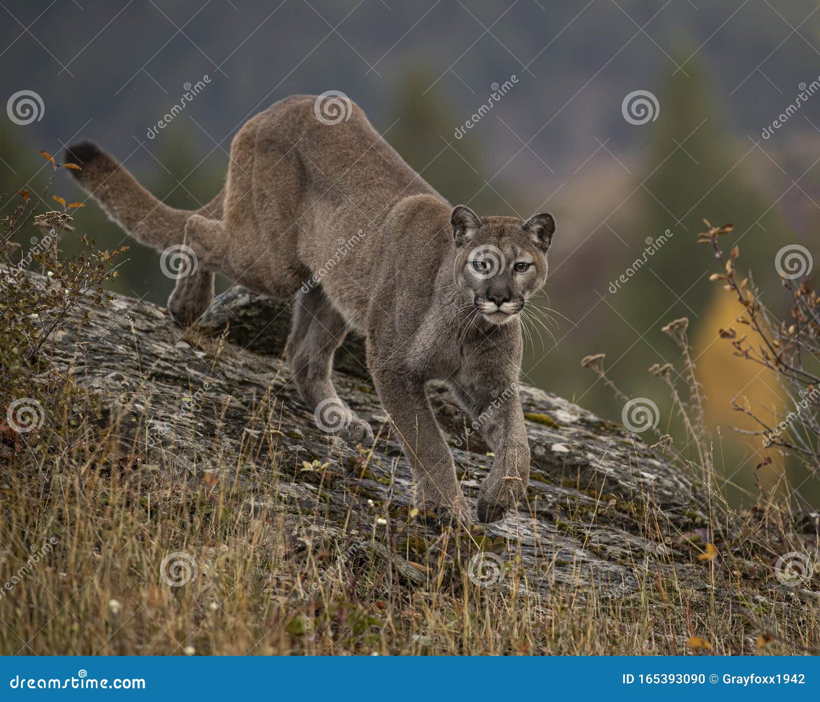 Mountain Lion Adult in Fall Colors in Montana USA Stock Photo - Image ...