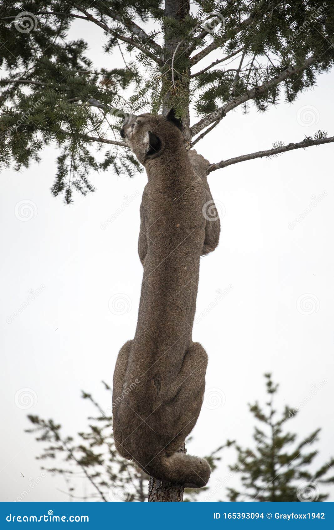 Mountain Lion Adult in Fall Colors in Montana USA Stock Photo - Image ...