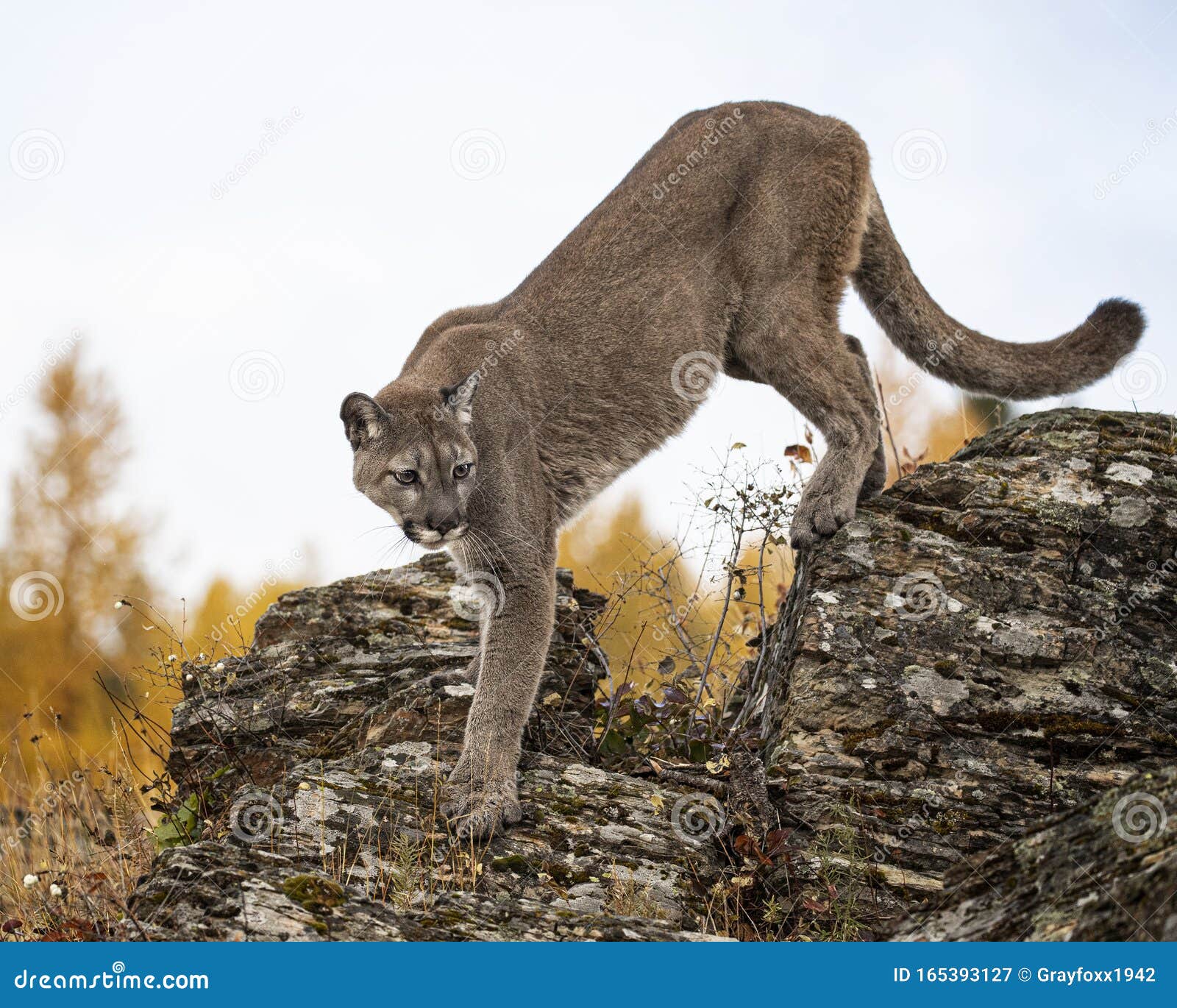Mountain Lion Adult in Fall Colors in Montana USA Stock Image - Image ...