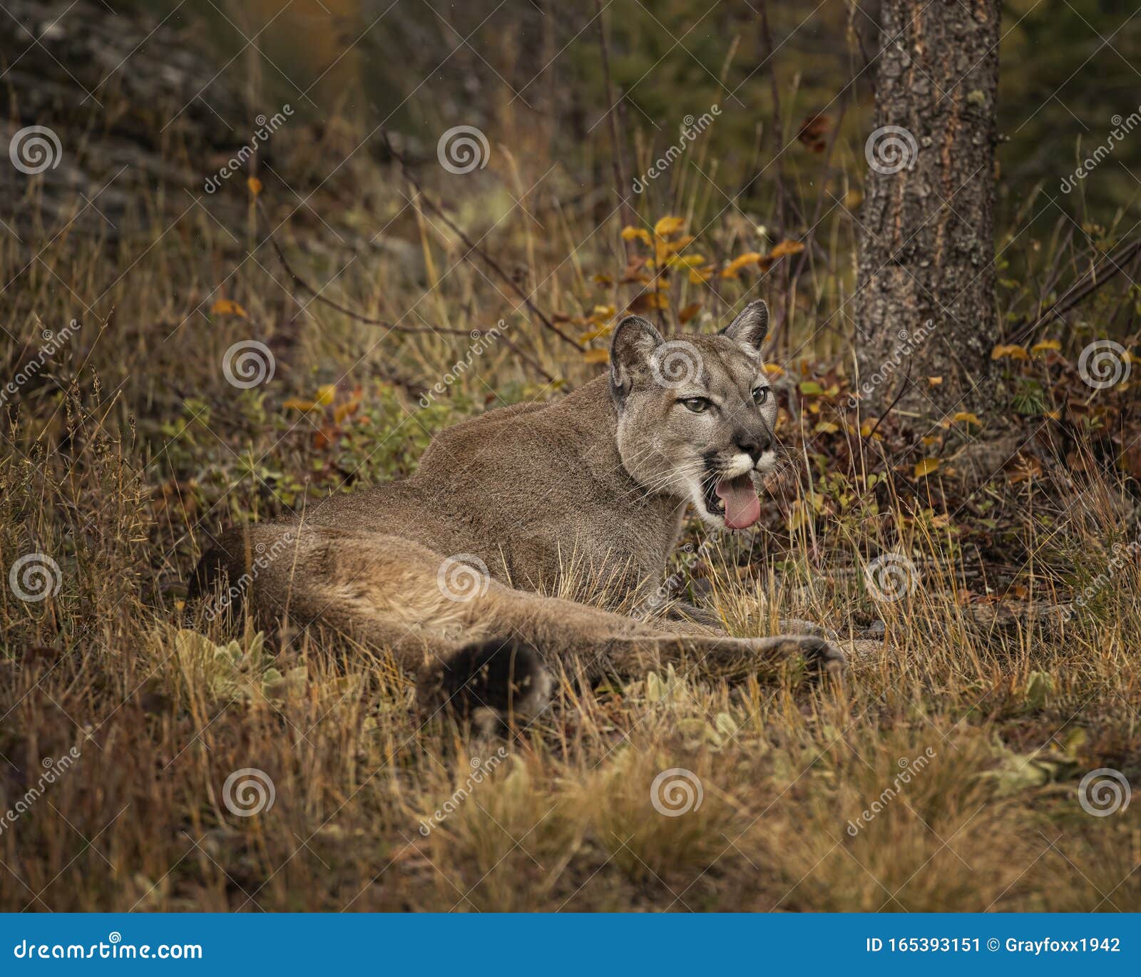 Mountain Lion Adult in Fall Colors in Montana USA Stock Image - Image ...