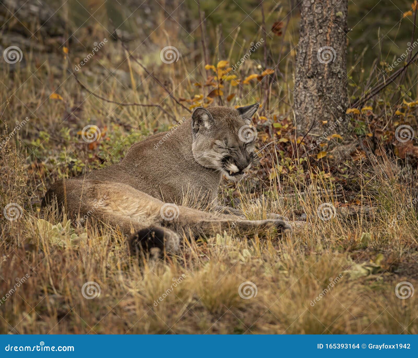 Mountain Lion Adult in Fall Colors in Montana USA Stock Photo - Image ...