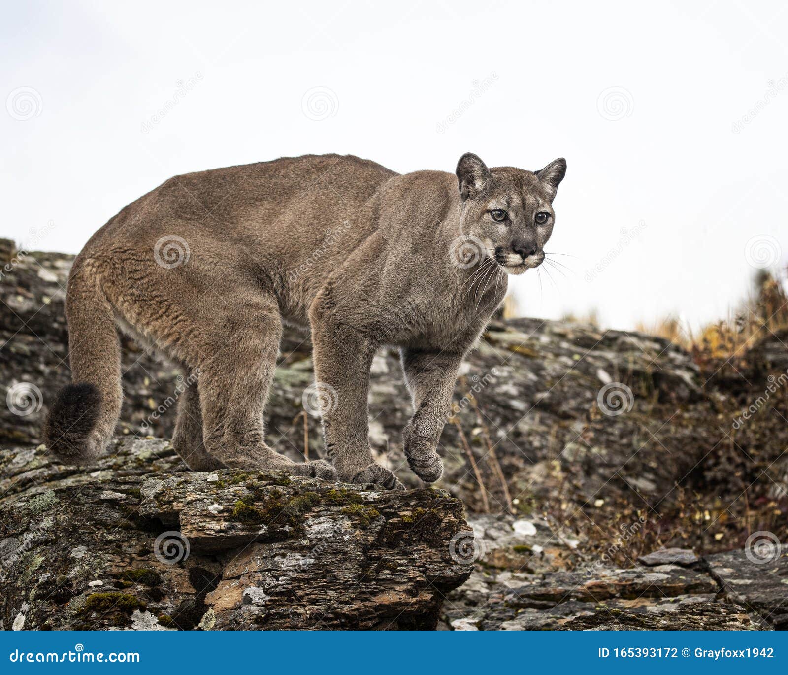 Mountain Lion Adult in Fall Colors in Montana USA Stock Photo - Image ...
