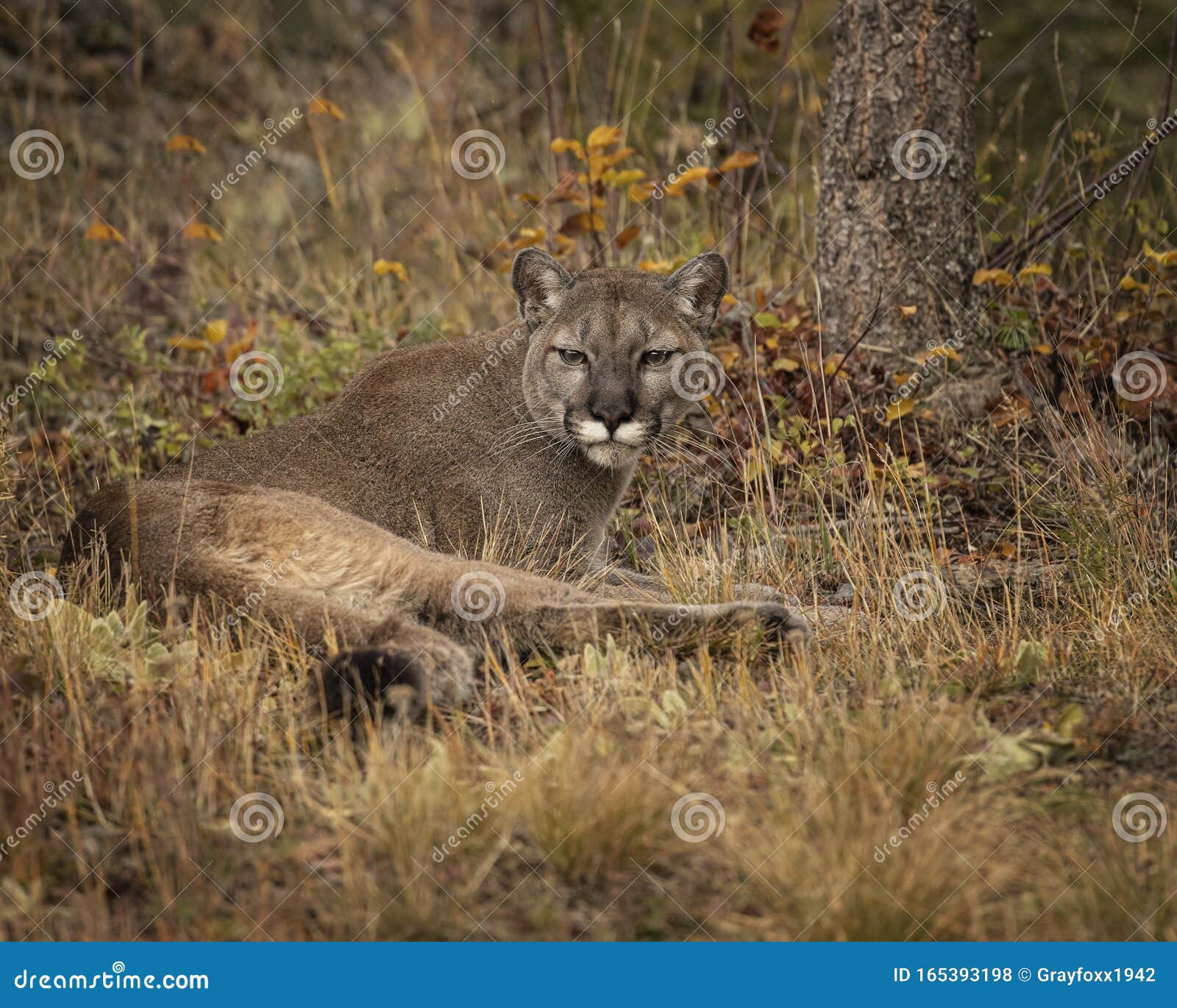 Mountain Lion Adult in Fall Colors in Montana USA Stock Photo - Image ...