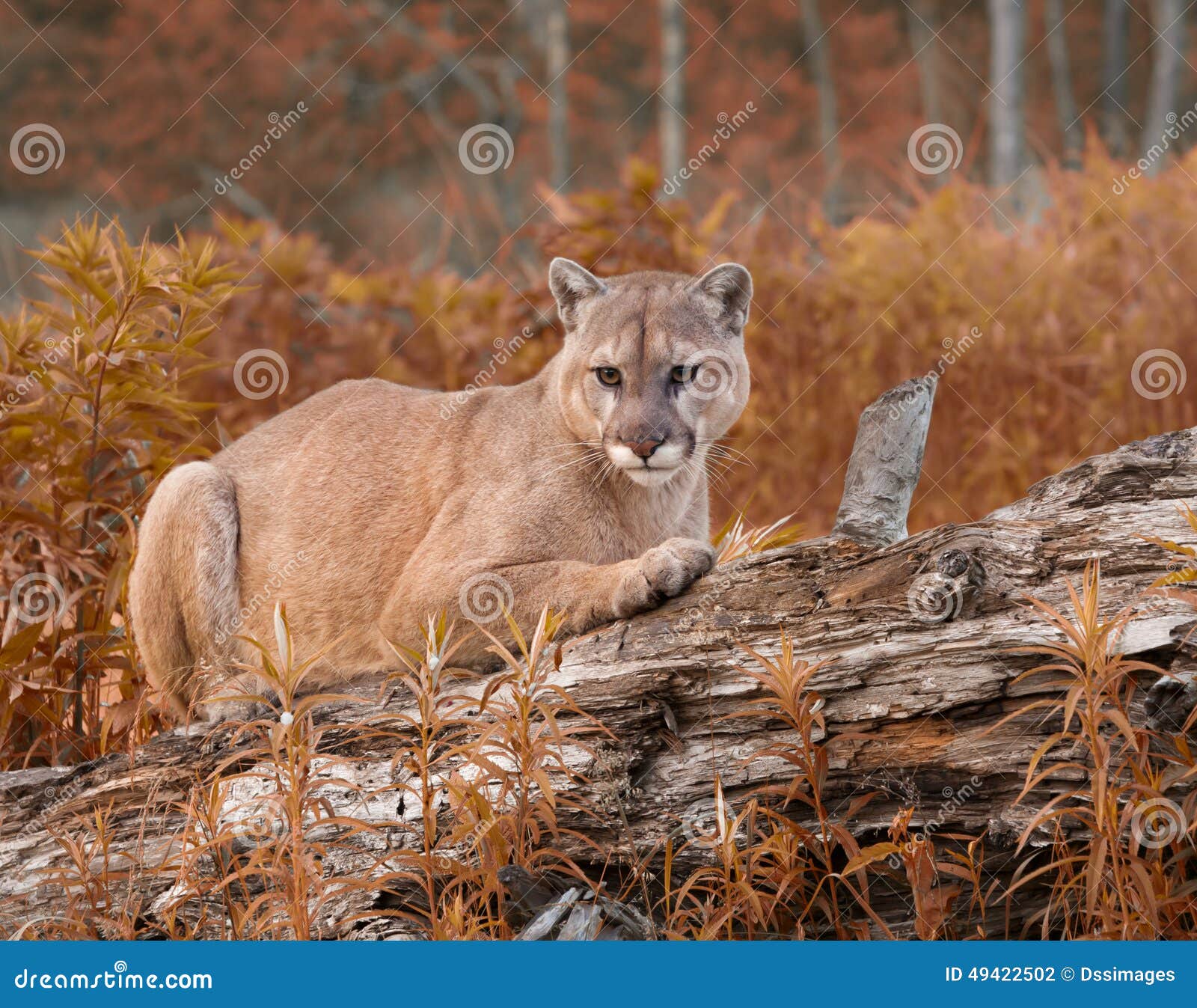 Mountain Lion in Fall Foliage Stock Photo - Image of predator, stare ...