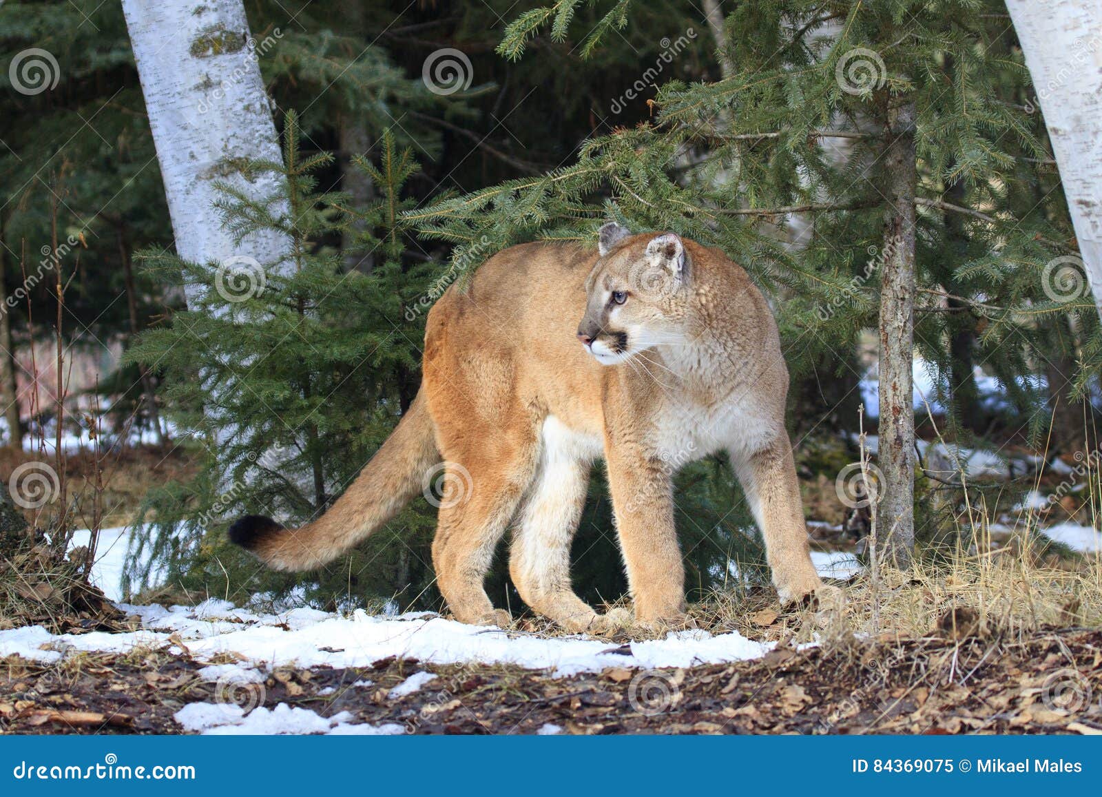 Mountain lion in forest stock image. Image of huge, dewclaw - 84369075