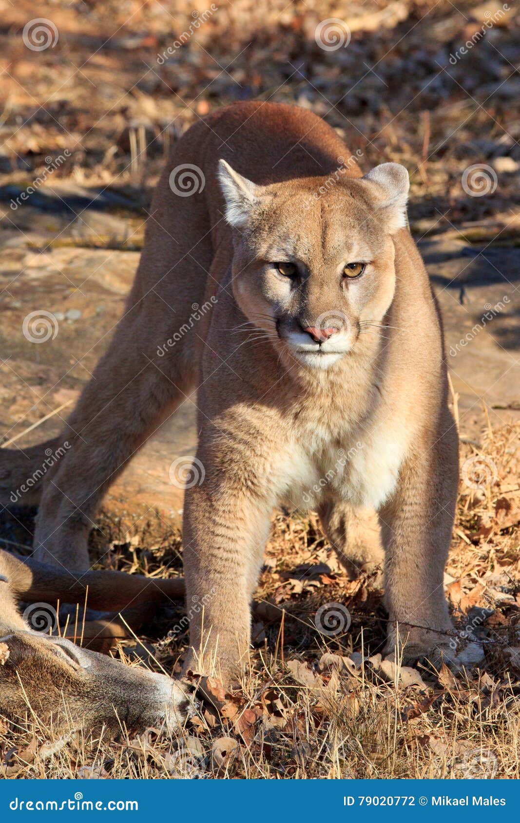 Lion Guarding The Main Gate Stock Photo | CartoonDealer.com #42960726