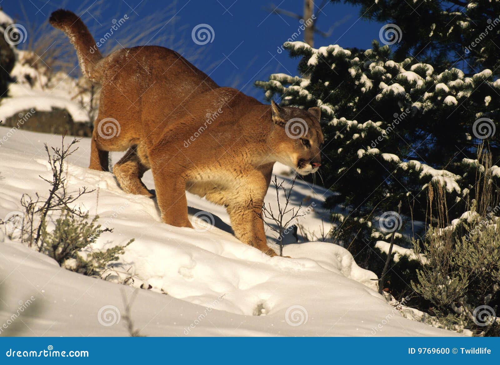 Mountain Lion Hunting in Snow Stock Photo - Image of wild, predator ...