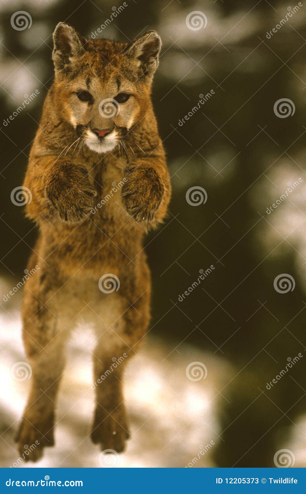 Mountain Lion Jumping stock image. Image of cougar, wild - 12205373