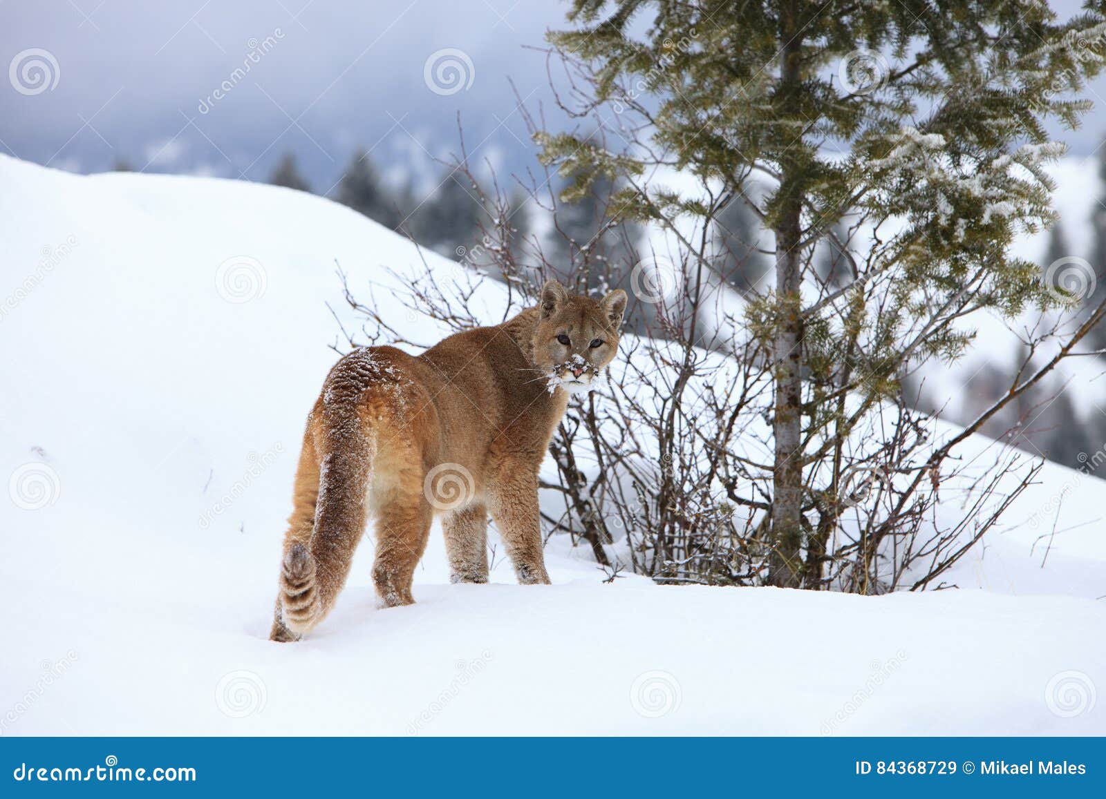 Mountain lion on mountain stock image. Image of animals - 84368729