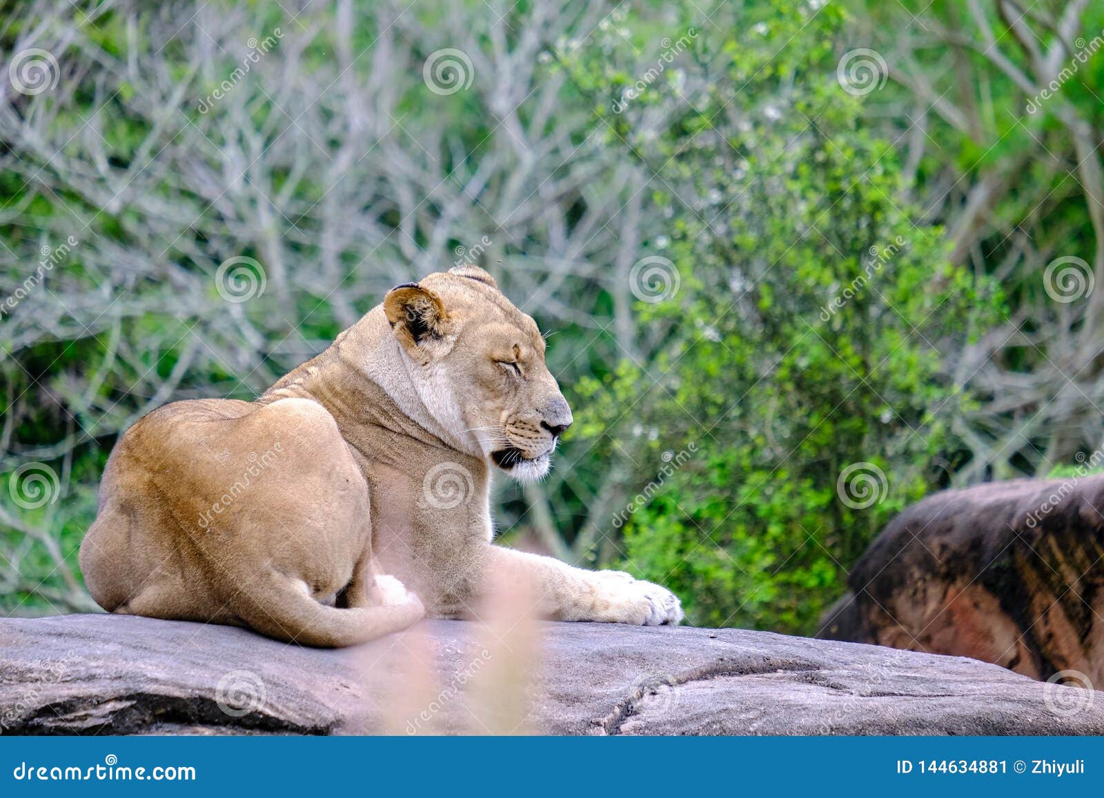 Mountain Lion Napping on Rock Stock Image - Image of creature, bolders ...