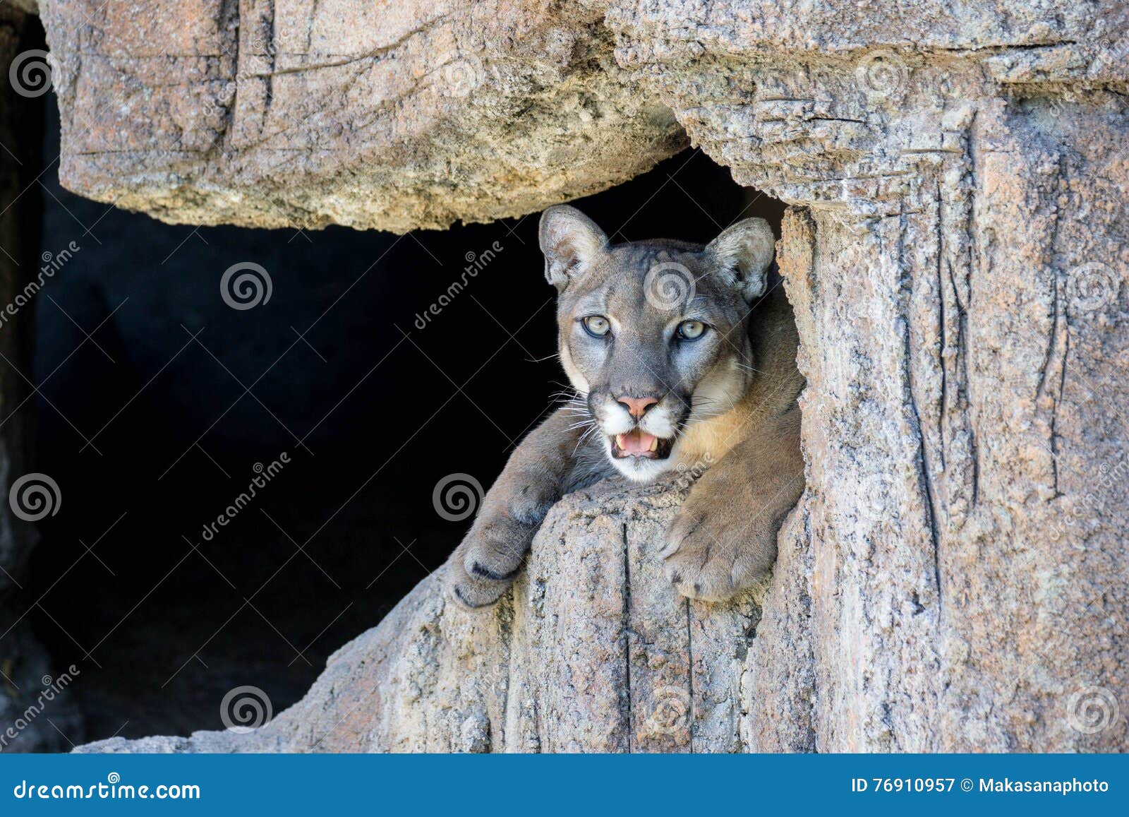 Lion Perch Stock Photos - Free & Royalty-Free Stock Photos from Dreamstime