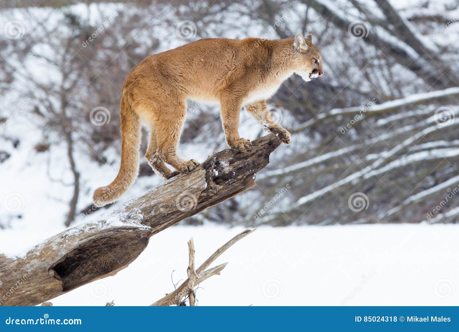 Mountain Lion Perched on a Log Stock Photo - Image of lion, nature ...