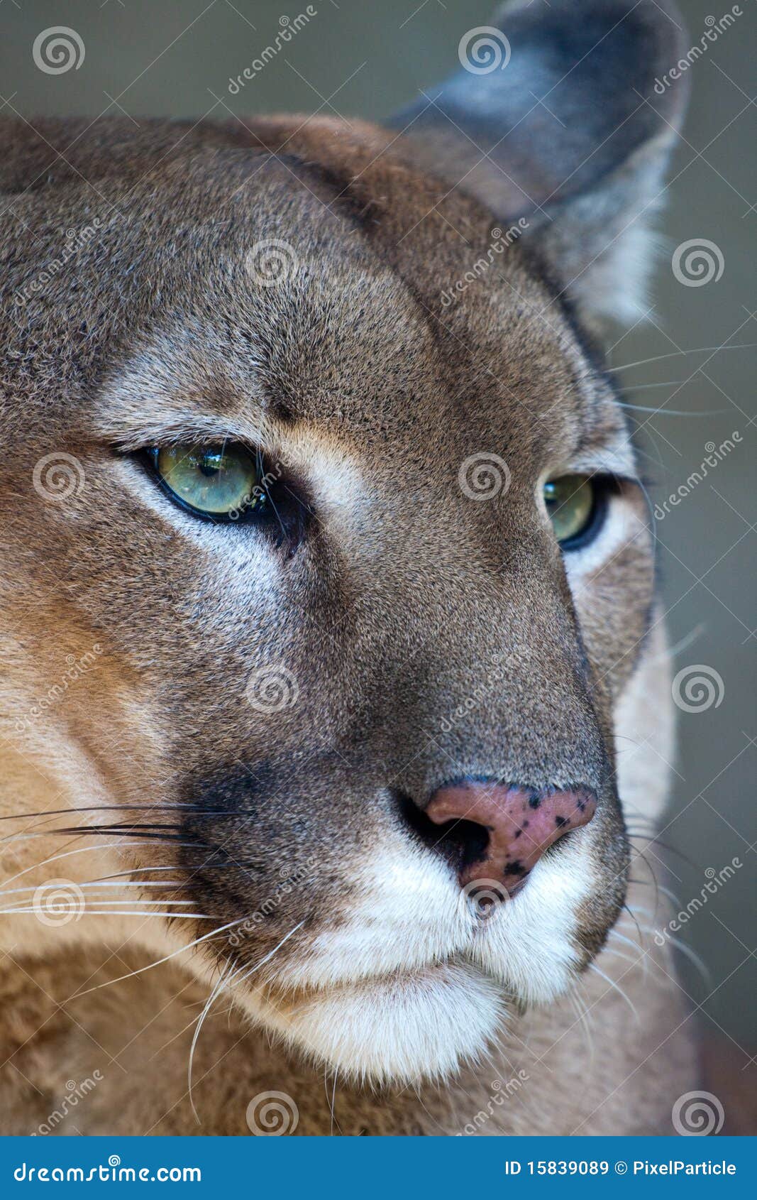 Mountain Lion - Puma Portrait Stock Image - Image of animal, portrait ...