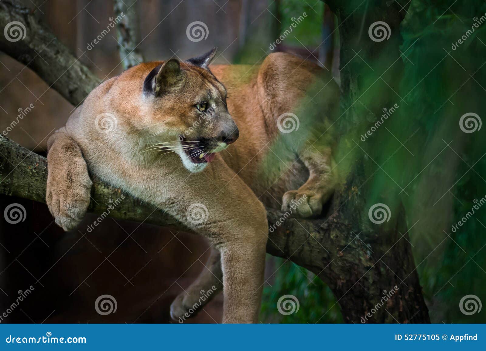 Mountain lion; puma stock image. Image of rests, mountain - 52775105