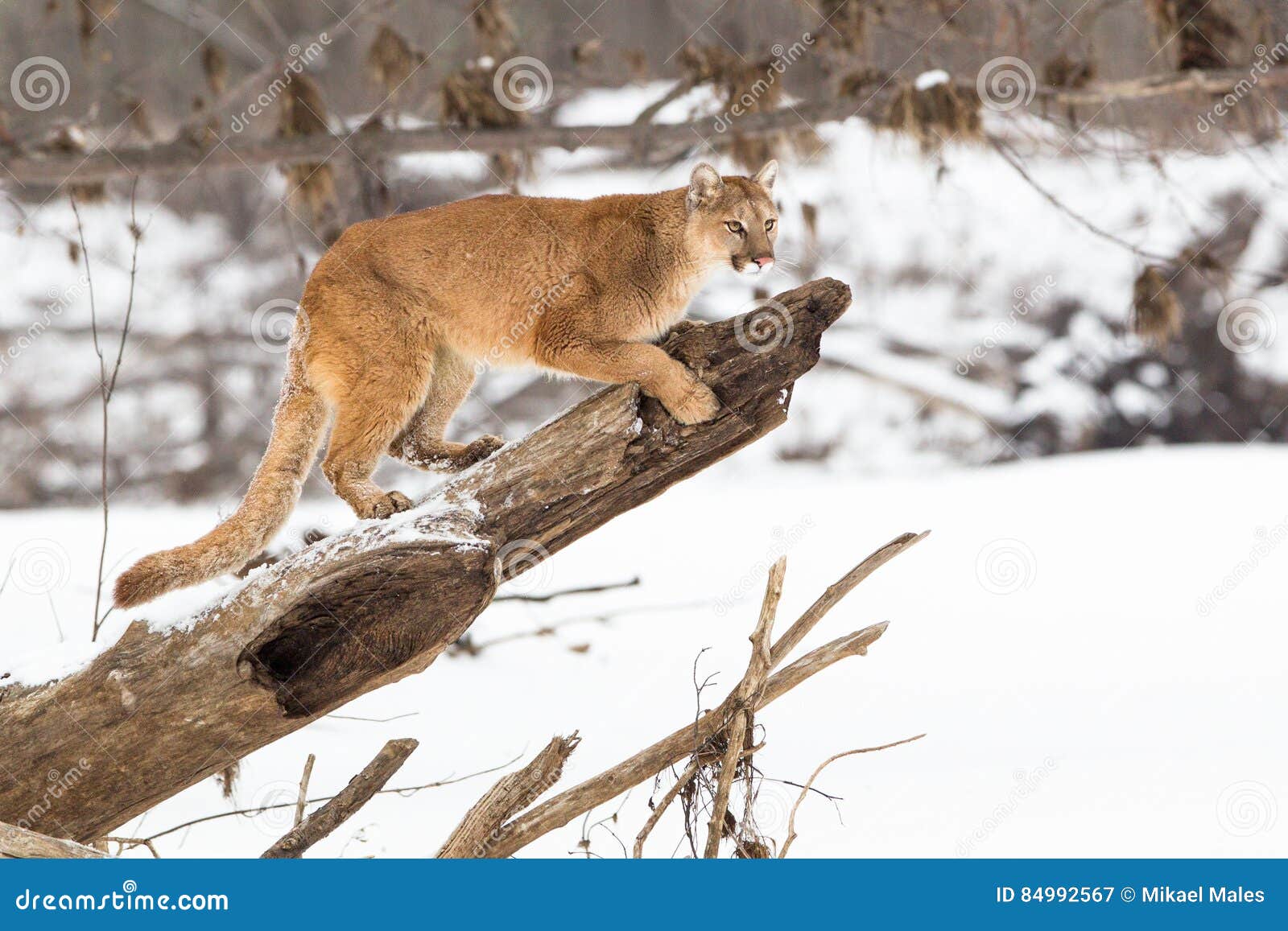 Mountain Lion Resting on Tree Stock Image - Image of america, canines ...