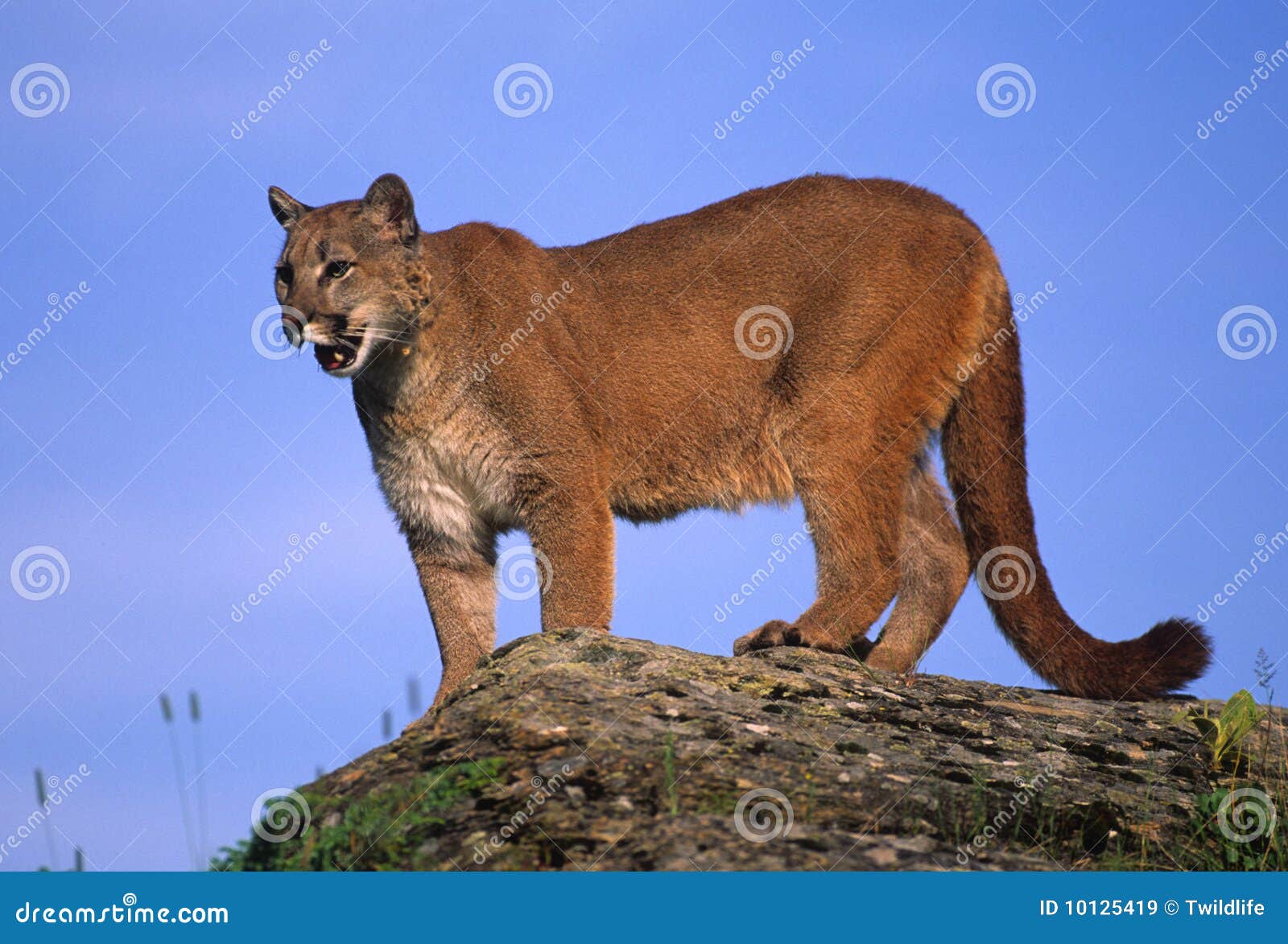 Mountain Lion on Rock stock image. Image of wild, mammal - 10125419