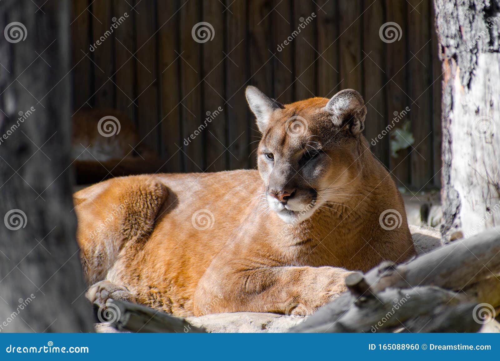 A Mountain Lion Laying Down by Itself Stock Photo - Image of mammal ...