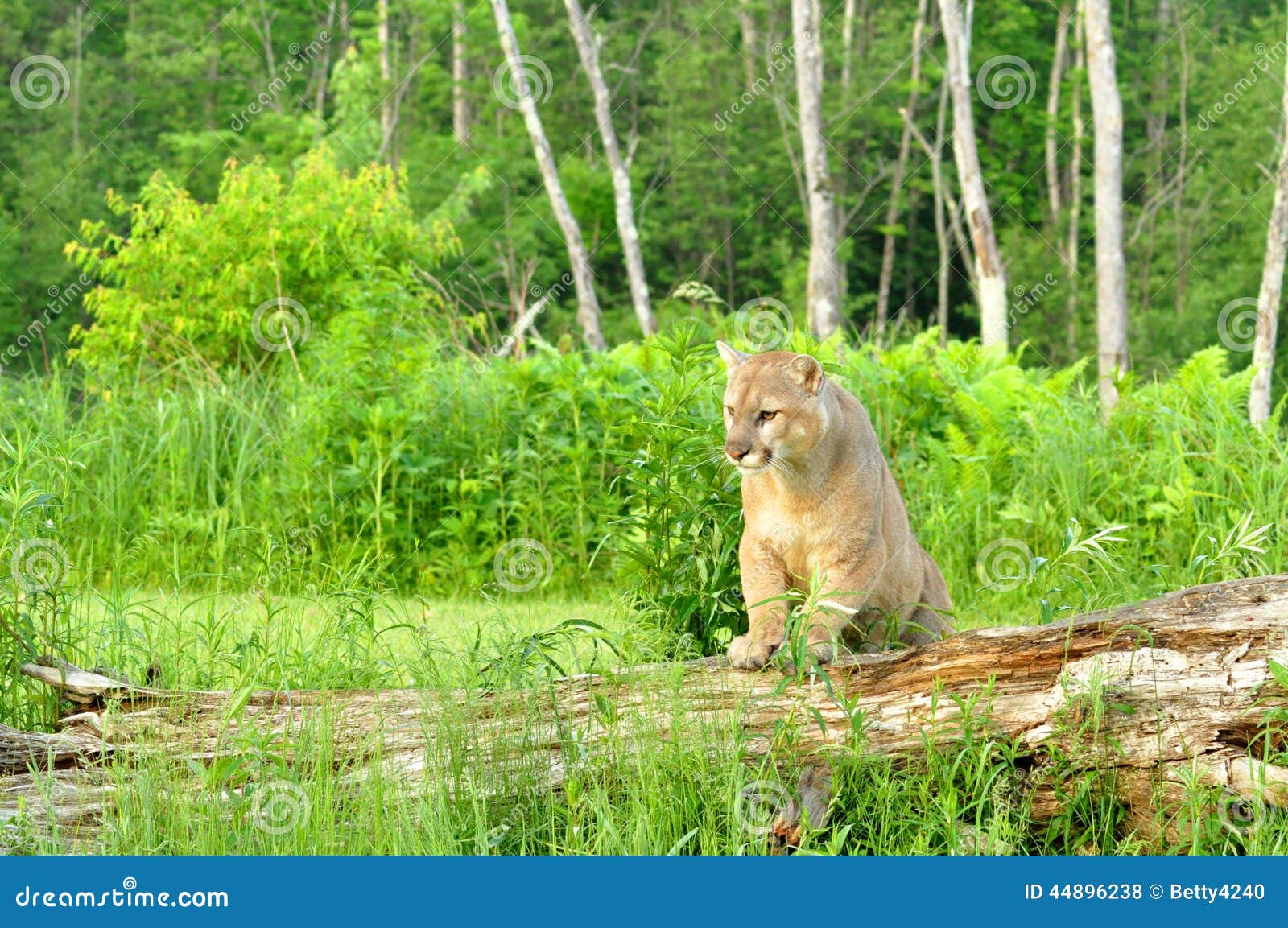 Mountain Lion Steps on a Fallen Log. Stock Photo - Image of lying ...