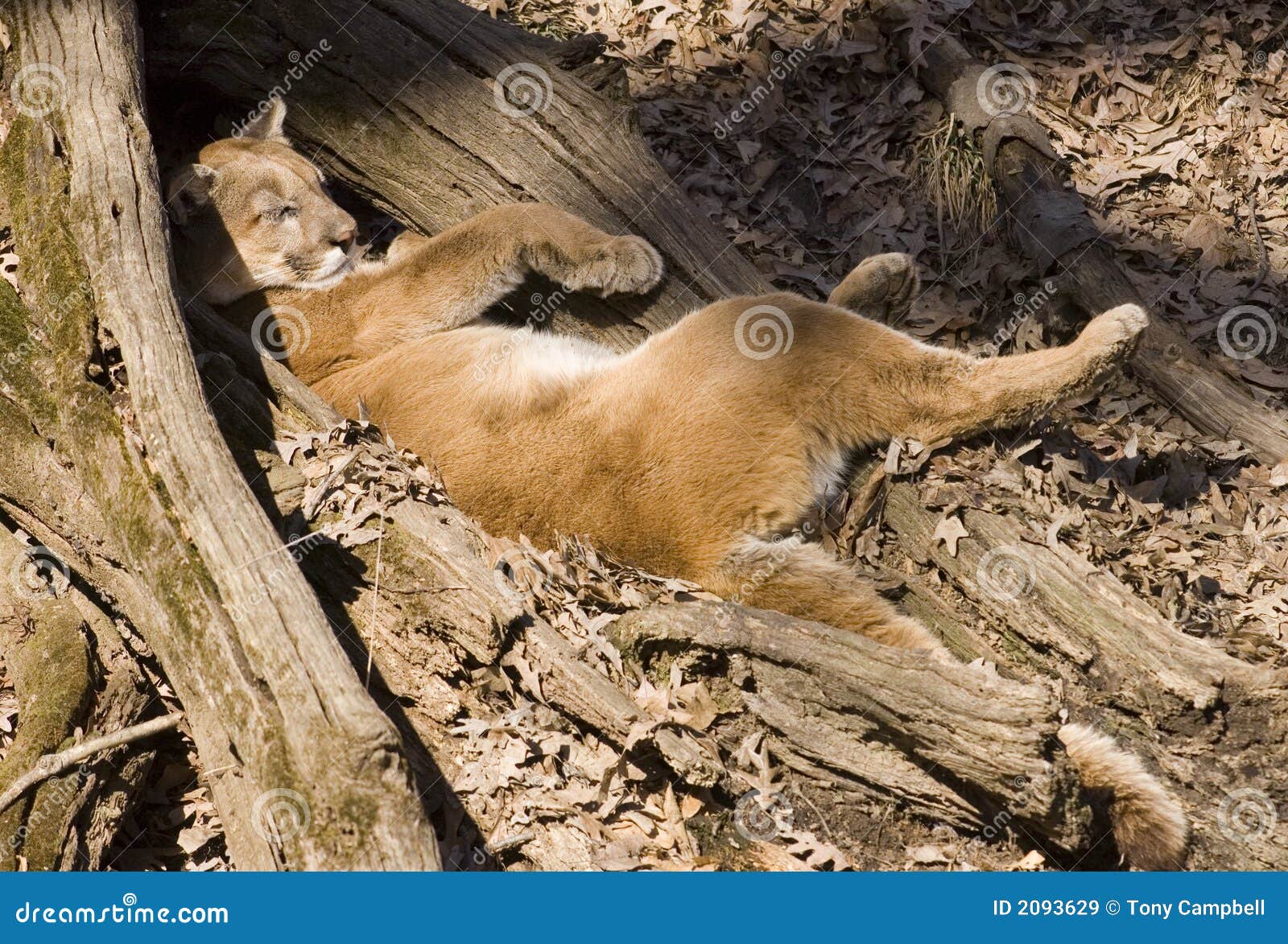Mountain lion takes a nap stock image. Image of tail, forest - 2093629
