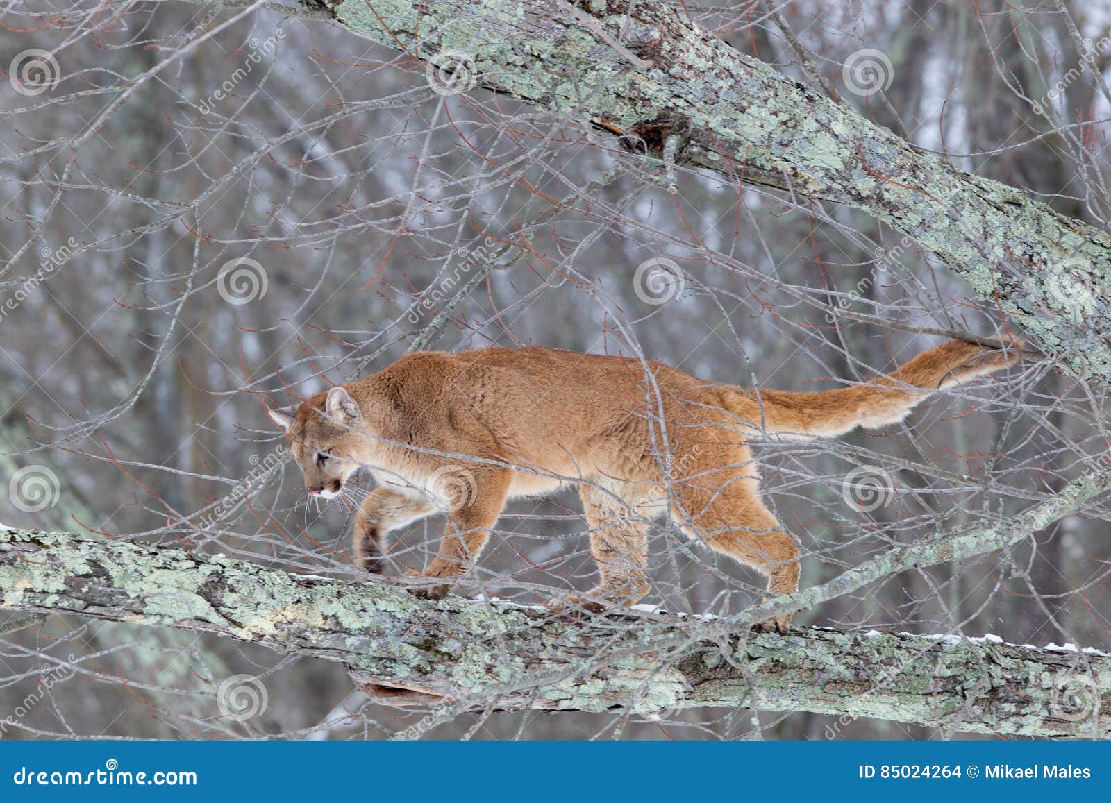 Mountain lion in tree stock photo. Image of wildlife - 85024264