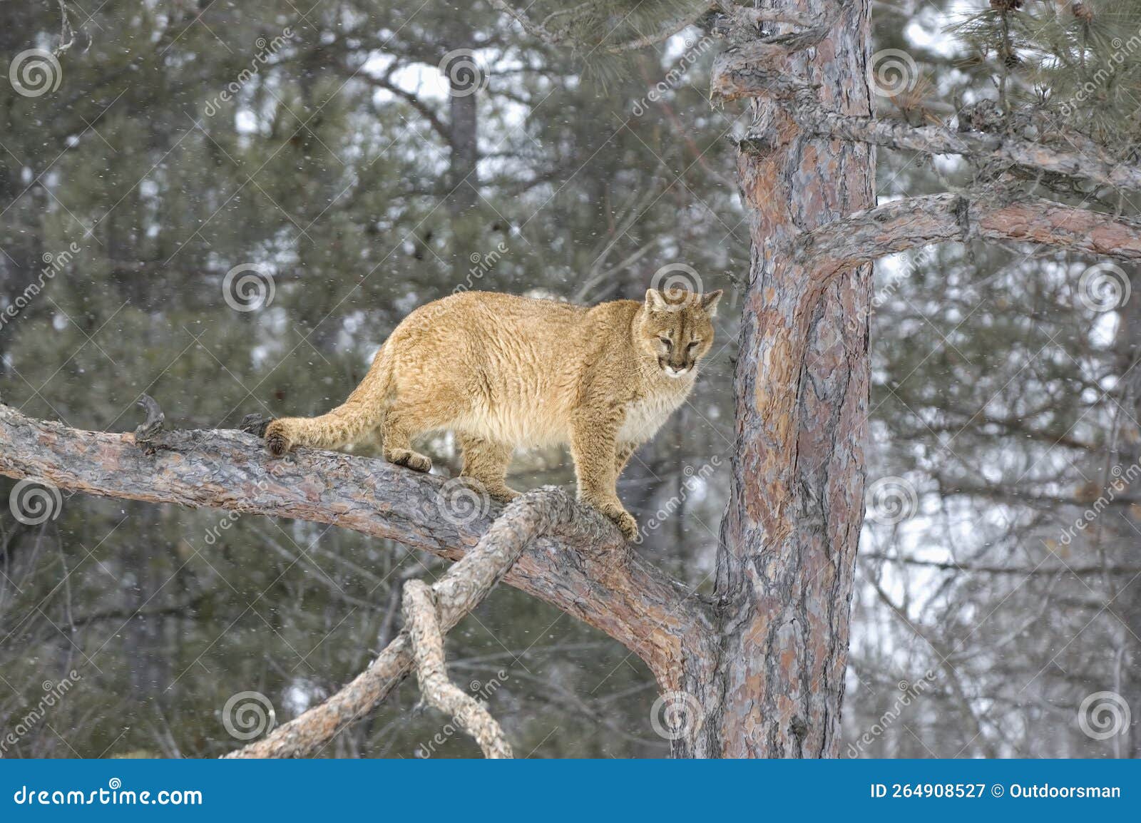 Mountain Lion in Tree Winter Stock Image - Image of mountain, concolor ...