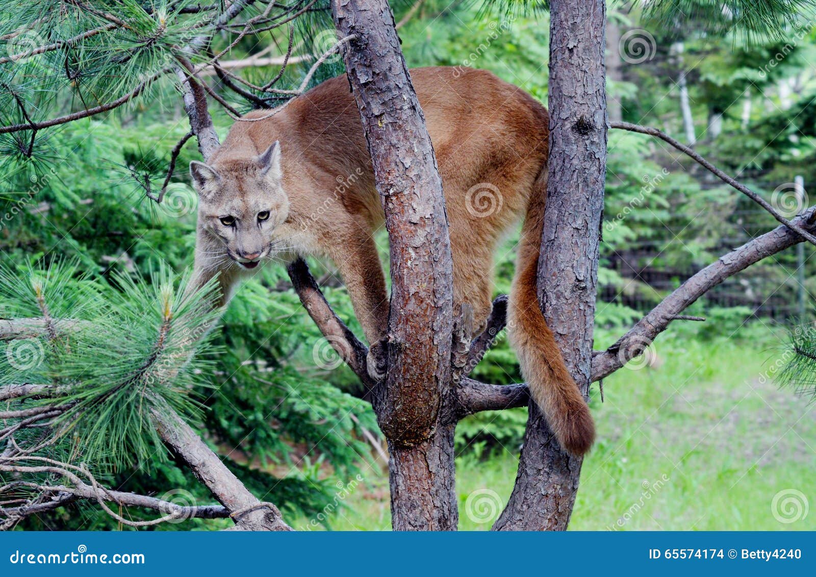 Mountain Lion up a tree. stock photo. Image of alert - 65574174