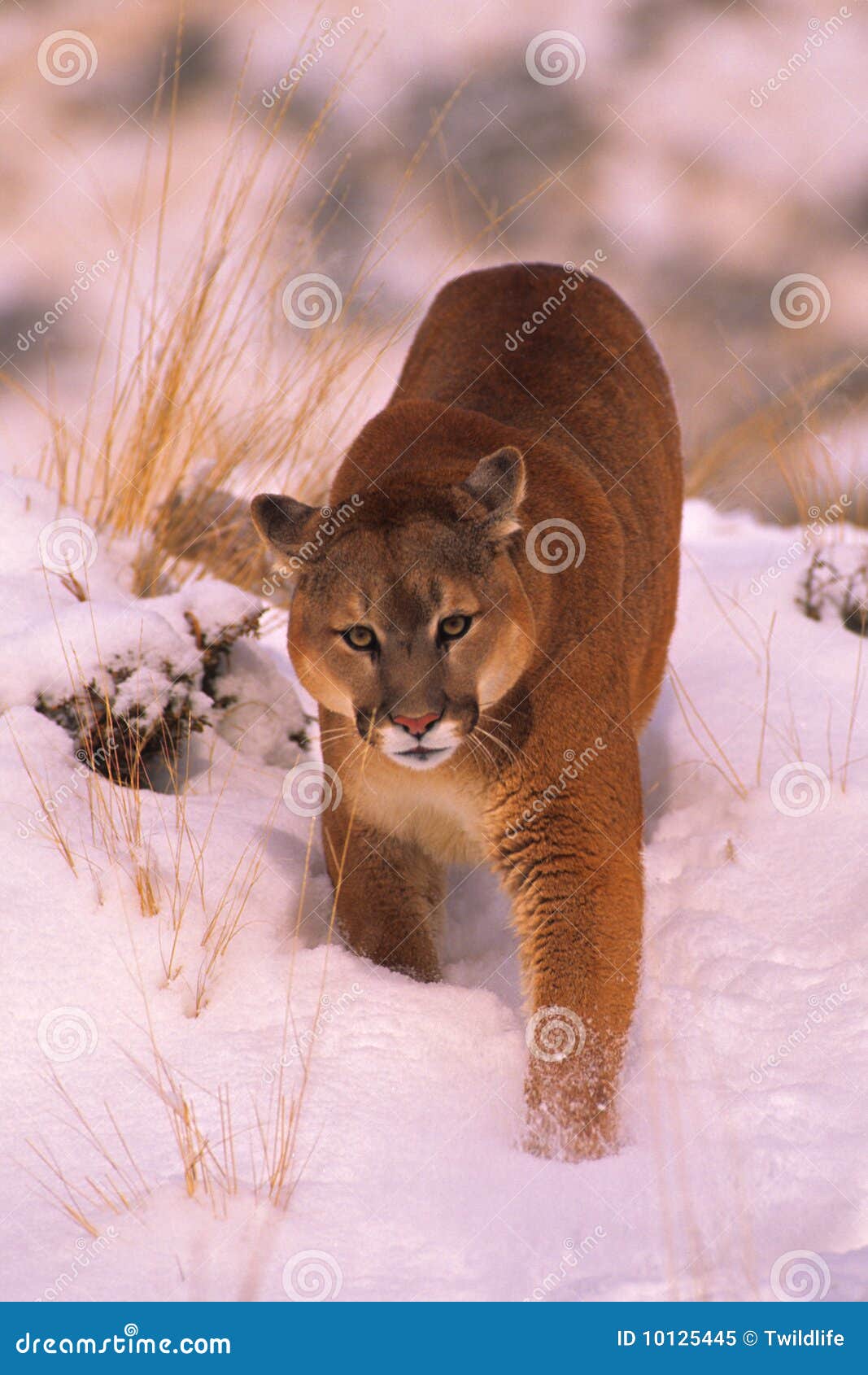 Mountain Lion in Winter stock image. Image of predator - 10125445